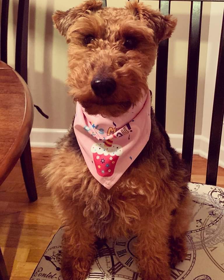 Effie is 2 years old today! Happy birthday lil nugget | Scrolller