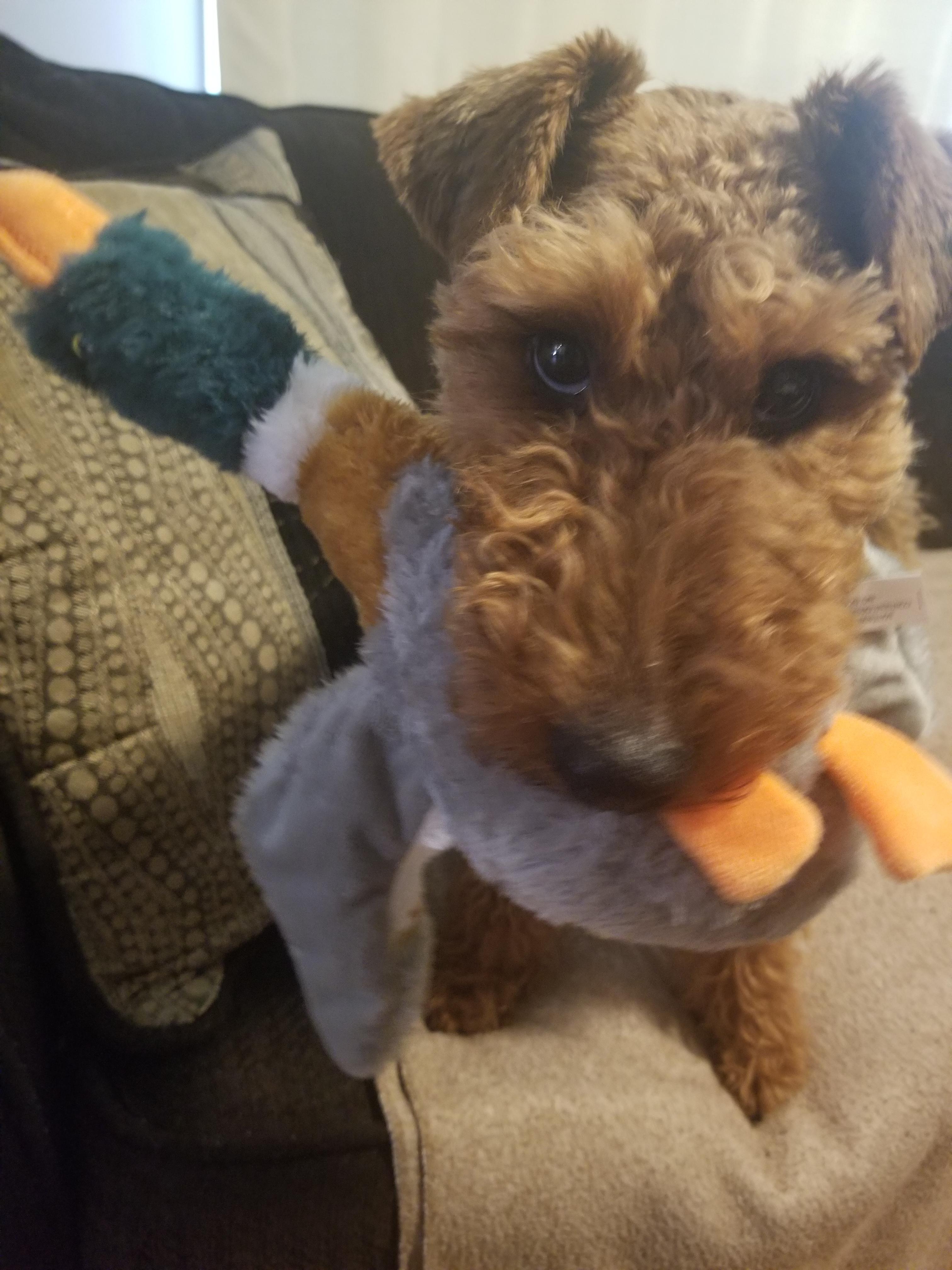 Effie is enjoying her new duck toy! | Scrolller