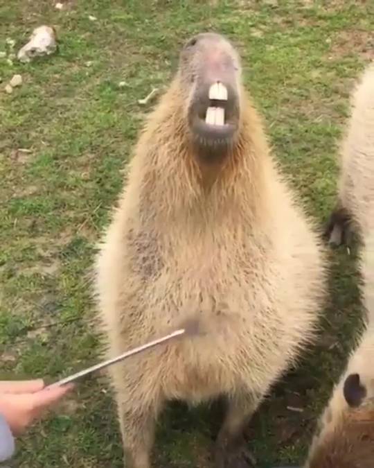 Capybara gets some brushies | Scrolller