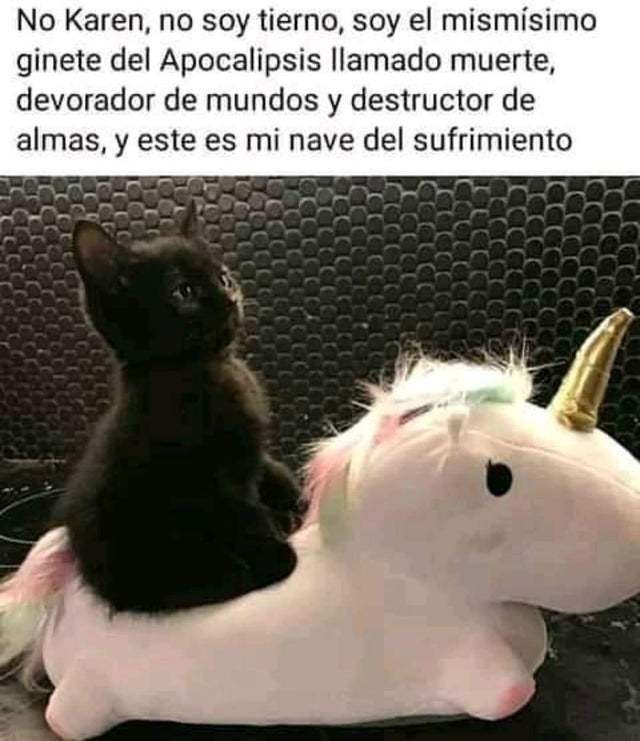 el mega gato | Scrolller