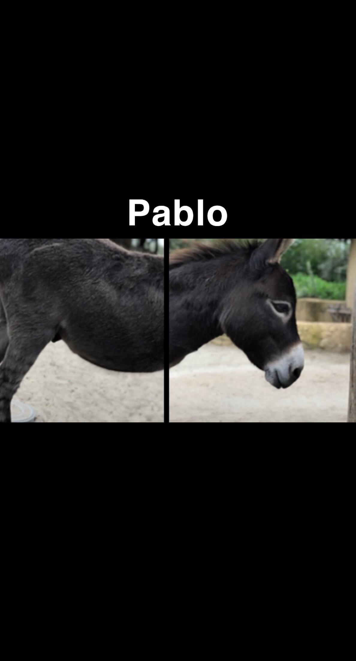 El Pablo | Scrolller