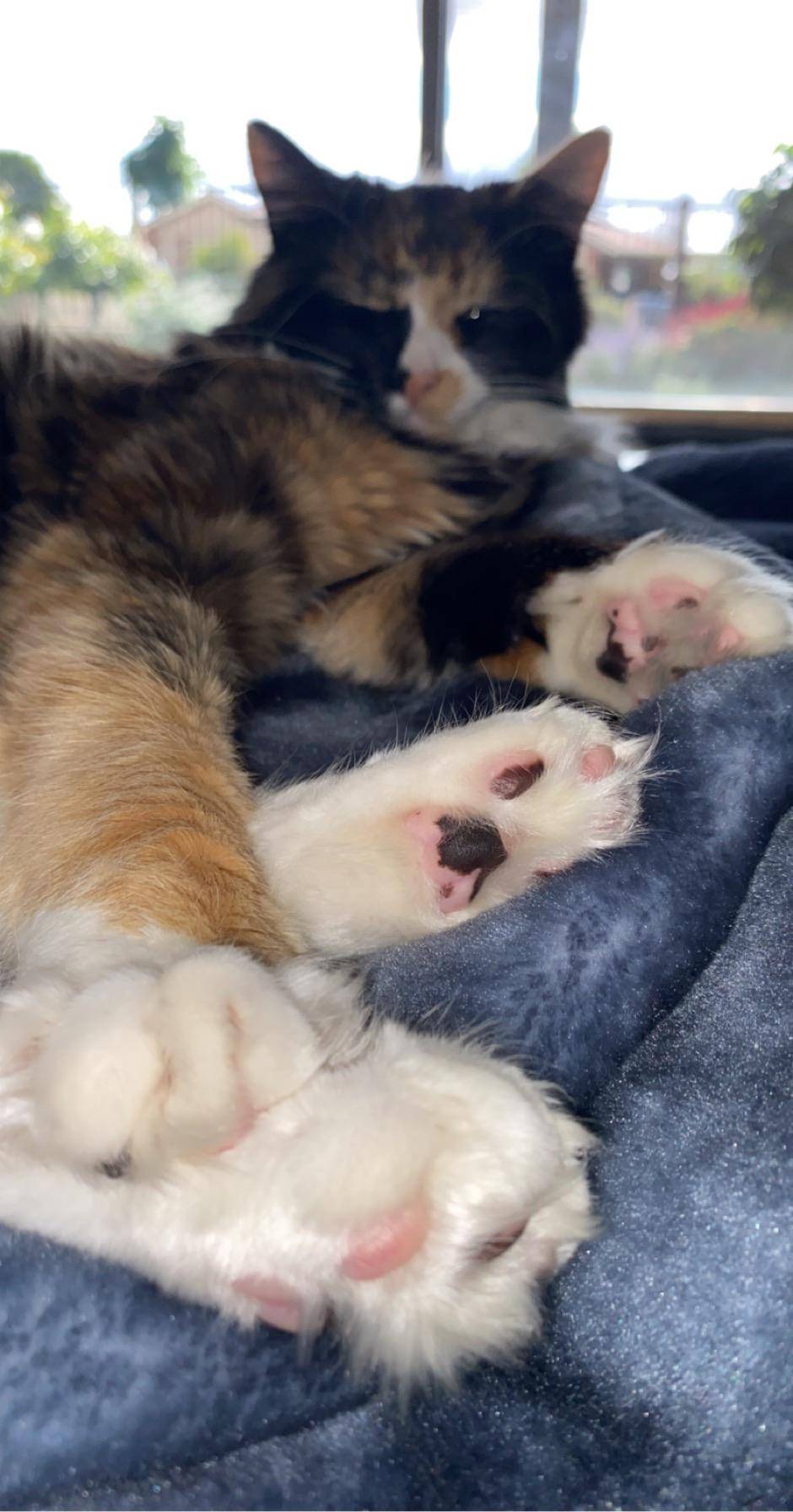 elegant spotty feetsies | Scrolller