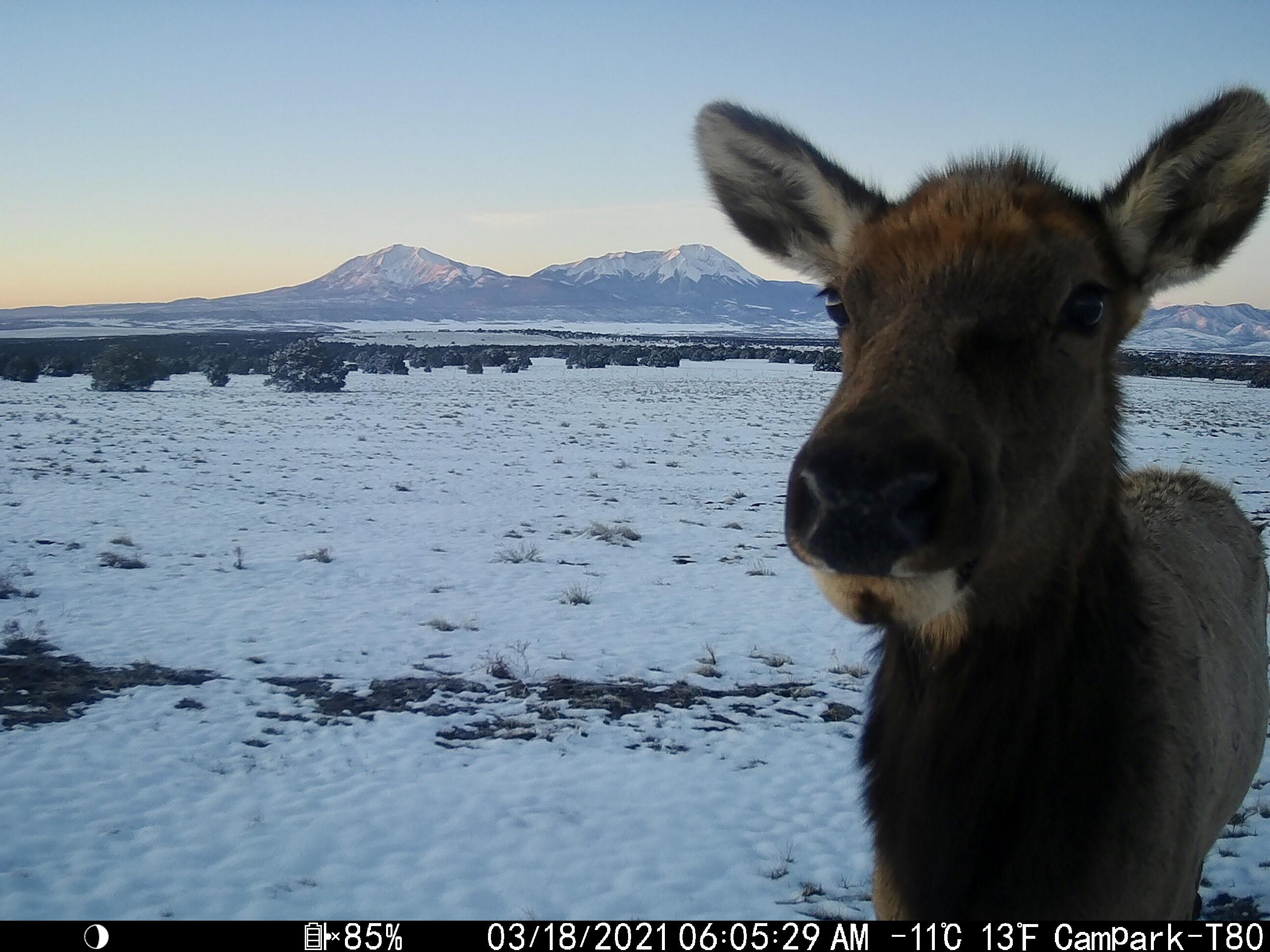 Elk selfie from my grandads trail cam in Southern Colorado | Scrolller