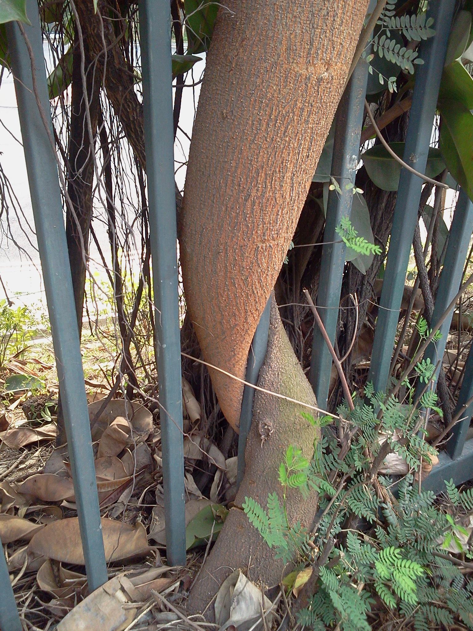 Embracing a fence | Scrolller