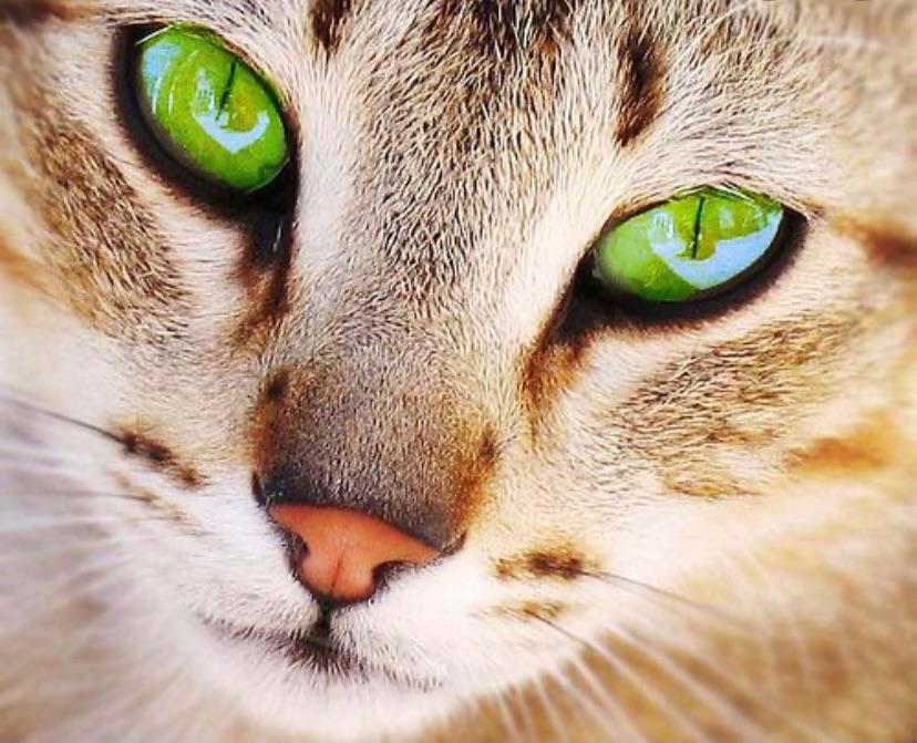Emerald green eyes wow | Scrolller