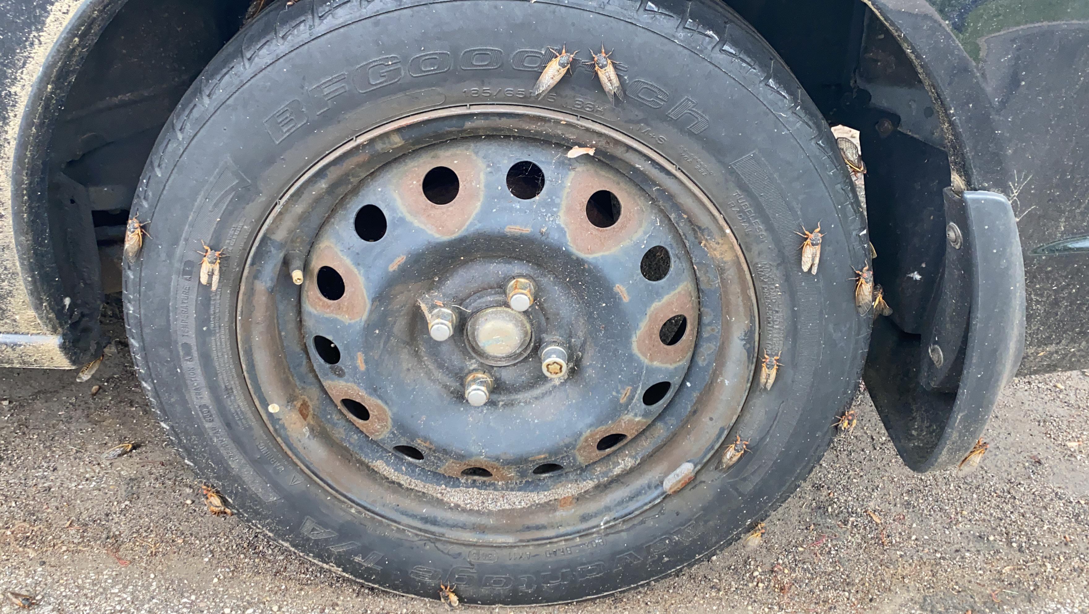 🔥 Emerging cicadas on my neighbors old car tire | Scrolller