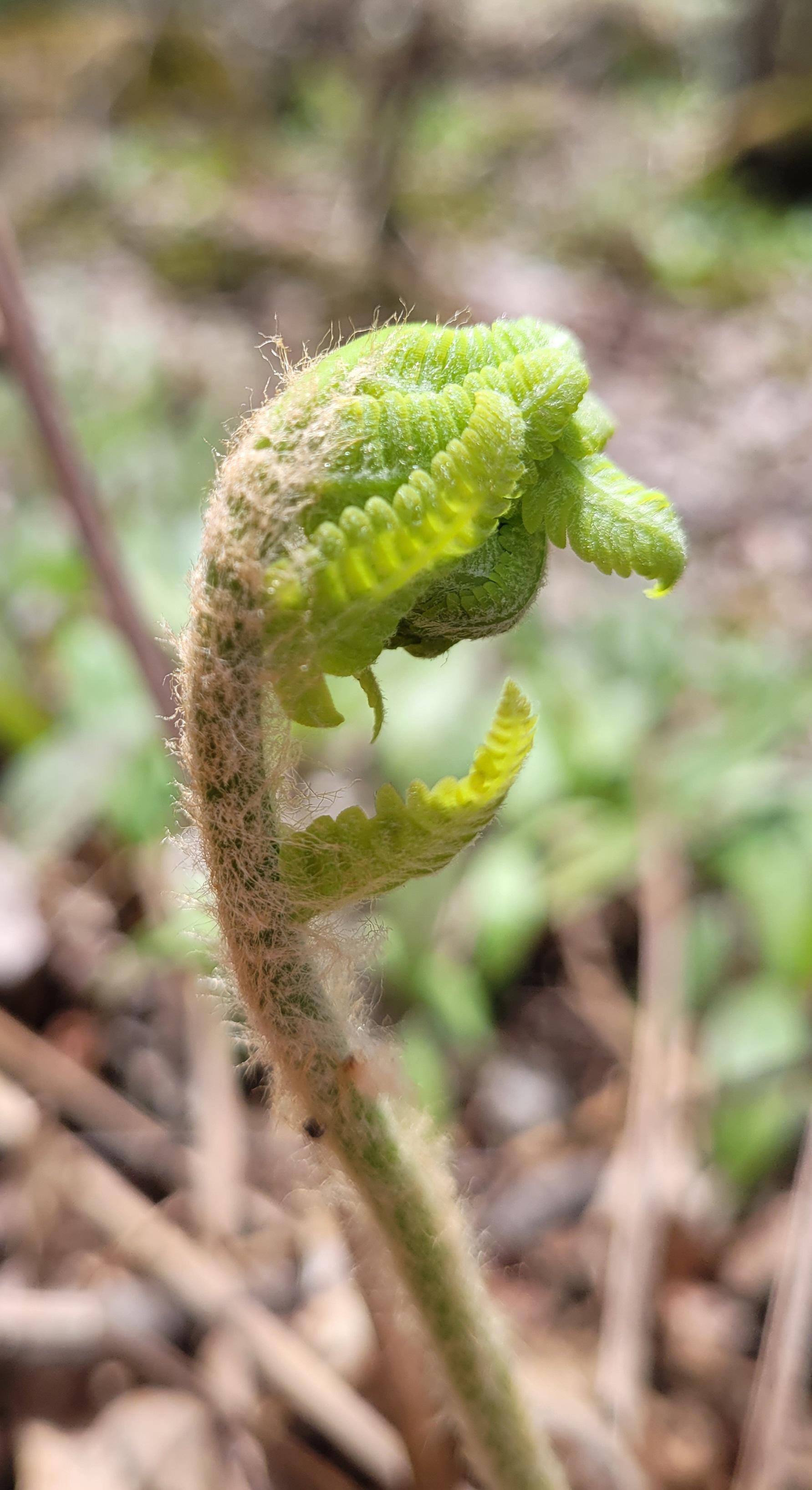 Emerging Fern | Scrolller