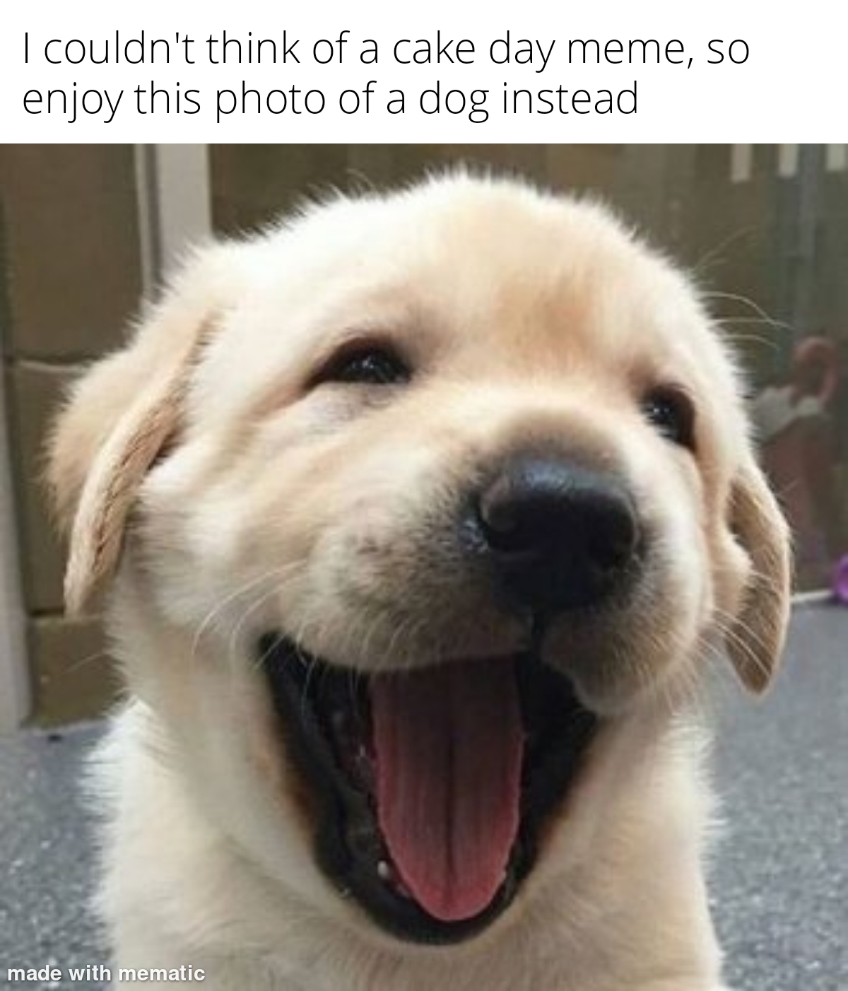 Enjoy this wonderful doggo! | Scrolller