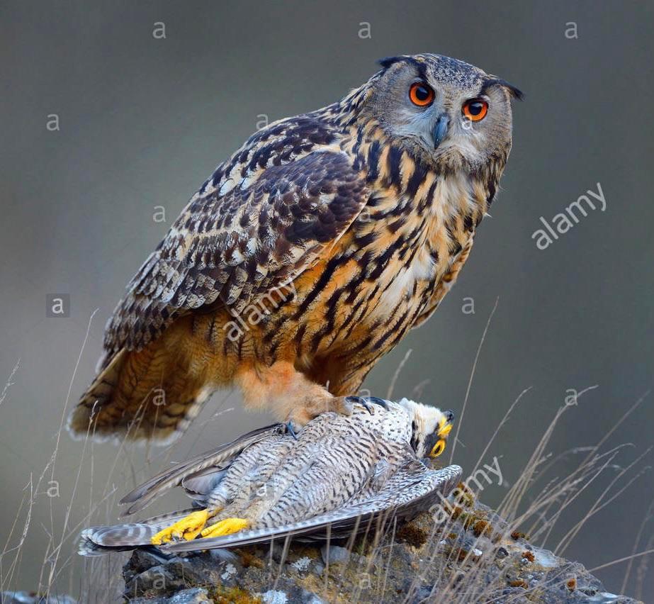 Eurasian eagle owl with a freshly killed peregrine falcon | Scrolller