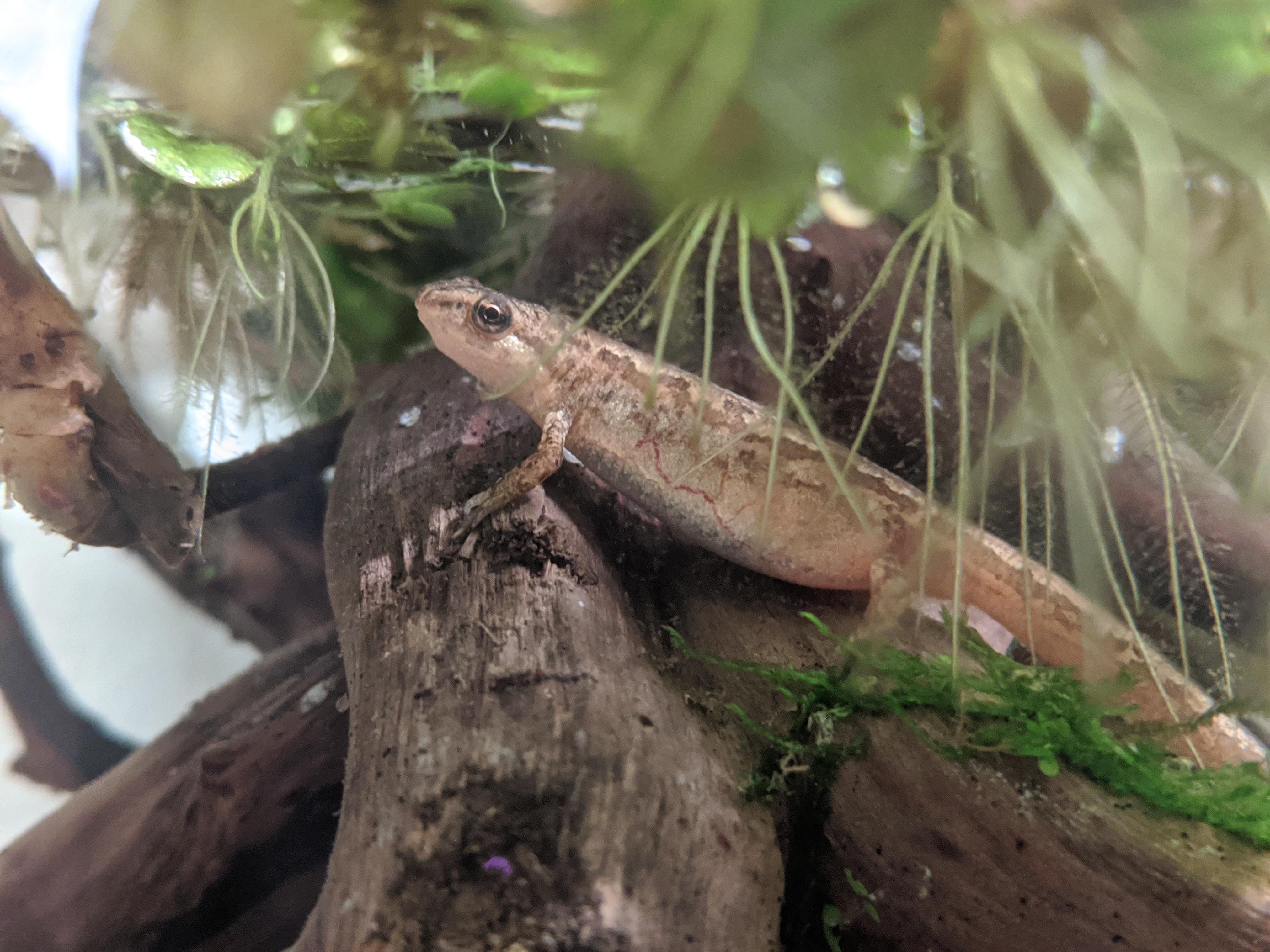 European smooth newt | Scrolller