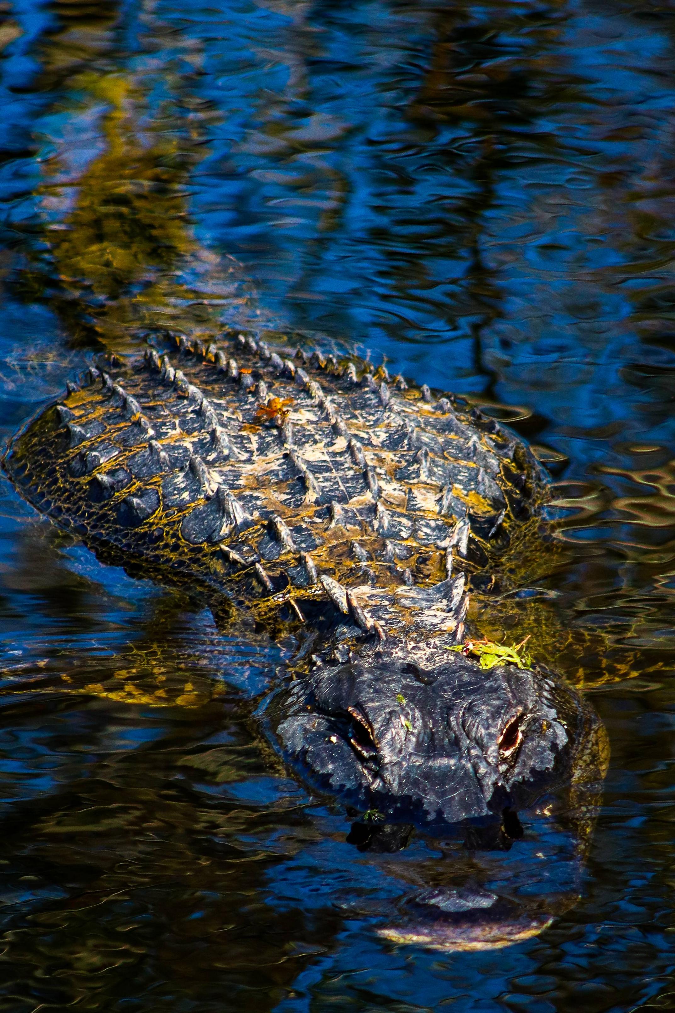 Everglades alligator | Scrolller