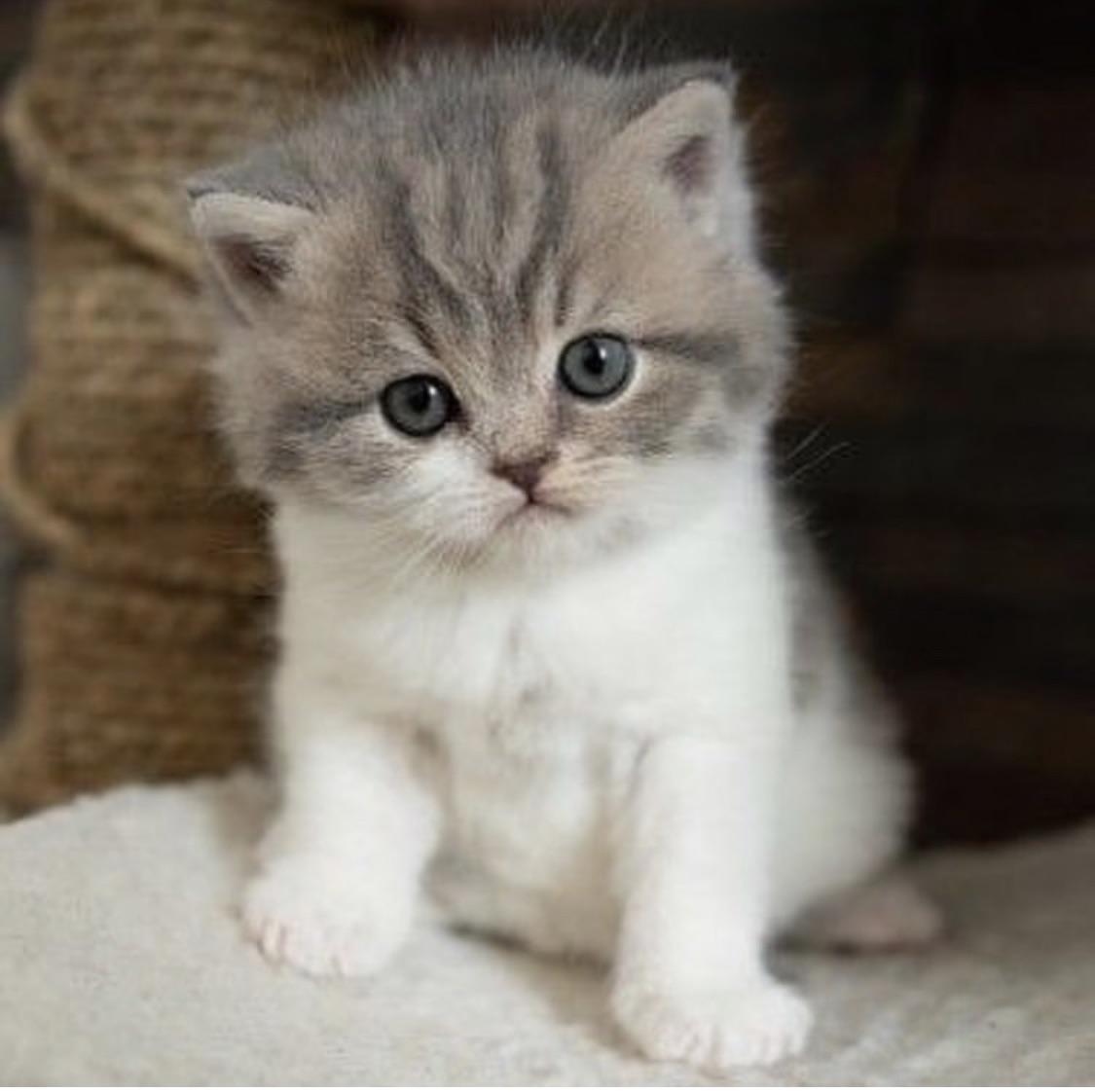 Everybody Say Hello To Fluffy Scrolller
