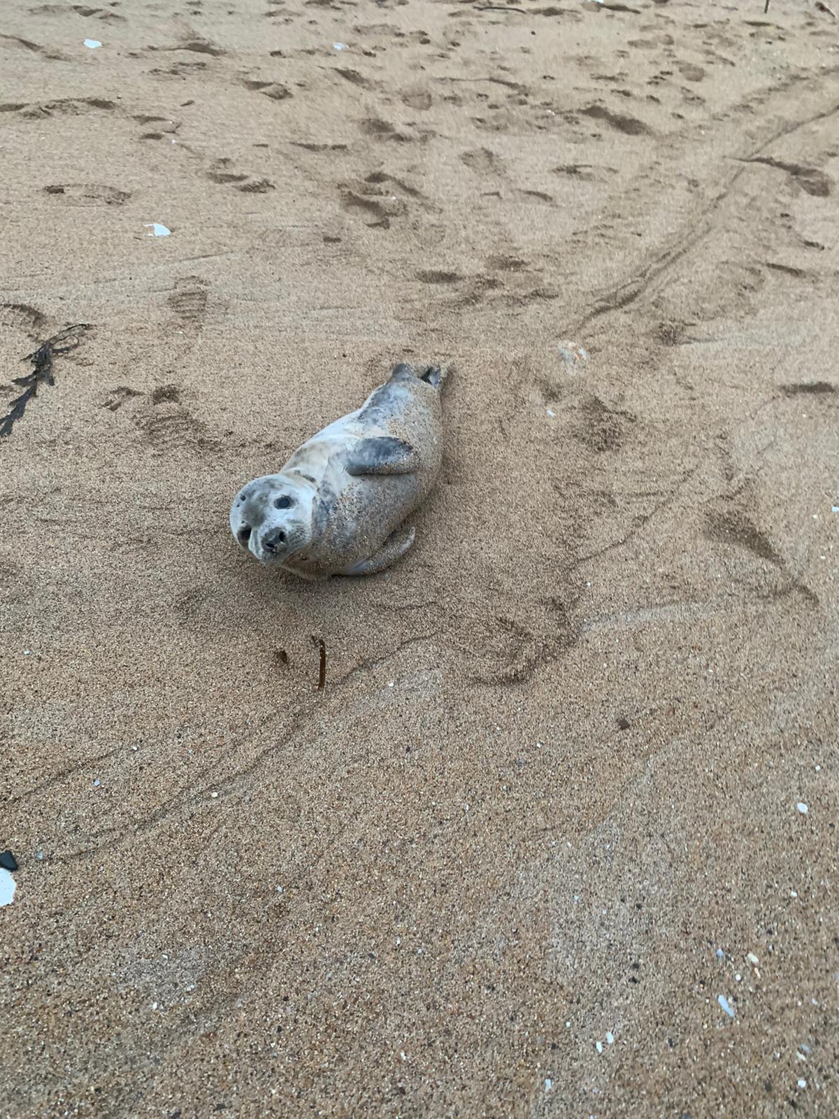 Everyone, meet Greg. Greg, meet everyone. | Scrolller