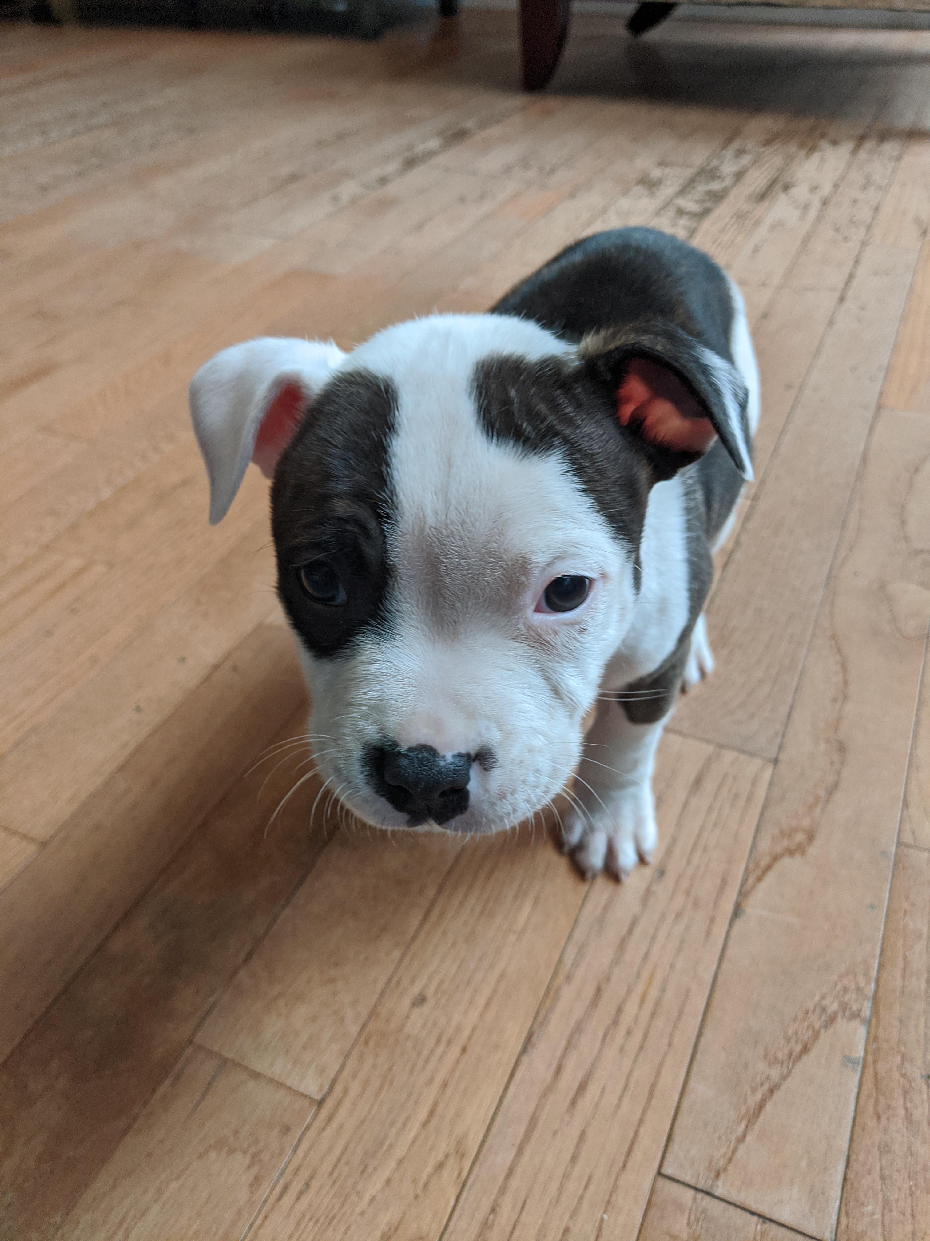 Everyone meet Mikko - our 8wk old staffie | Scrolller