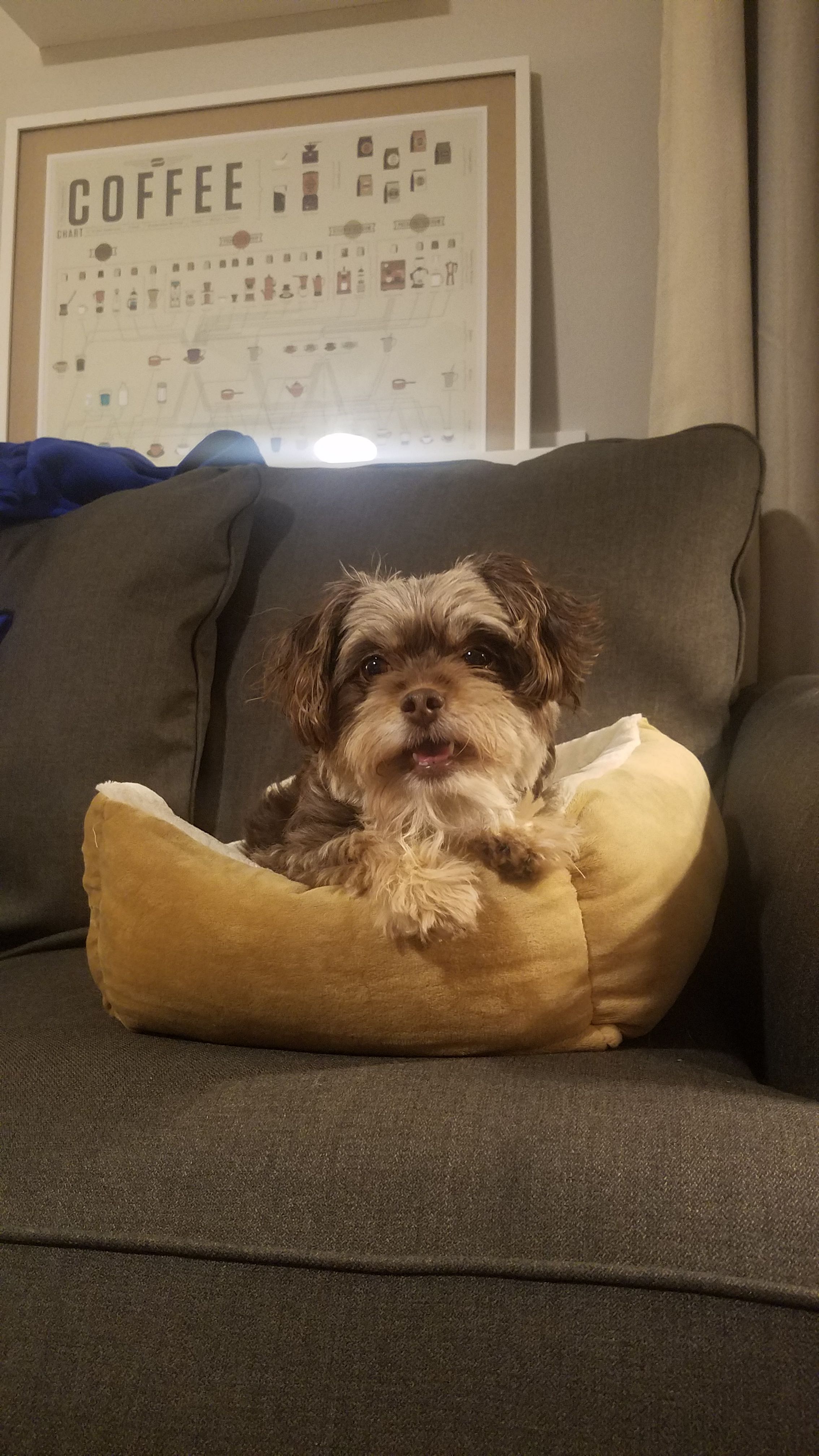 Everyone meet our rescue, Pepper | Scrolller