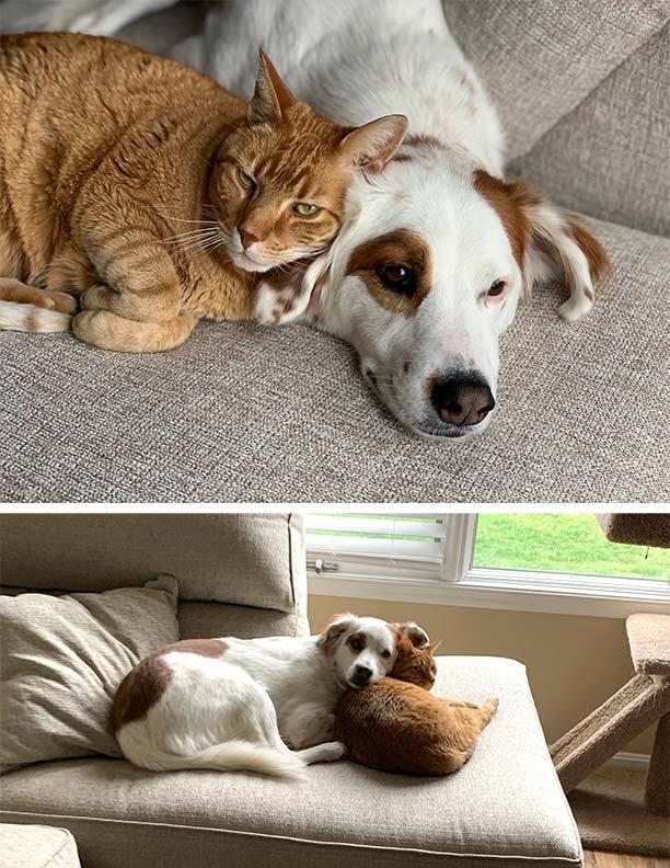 Everyone needs a cuddle buddy like this | Scrolller