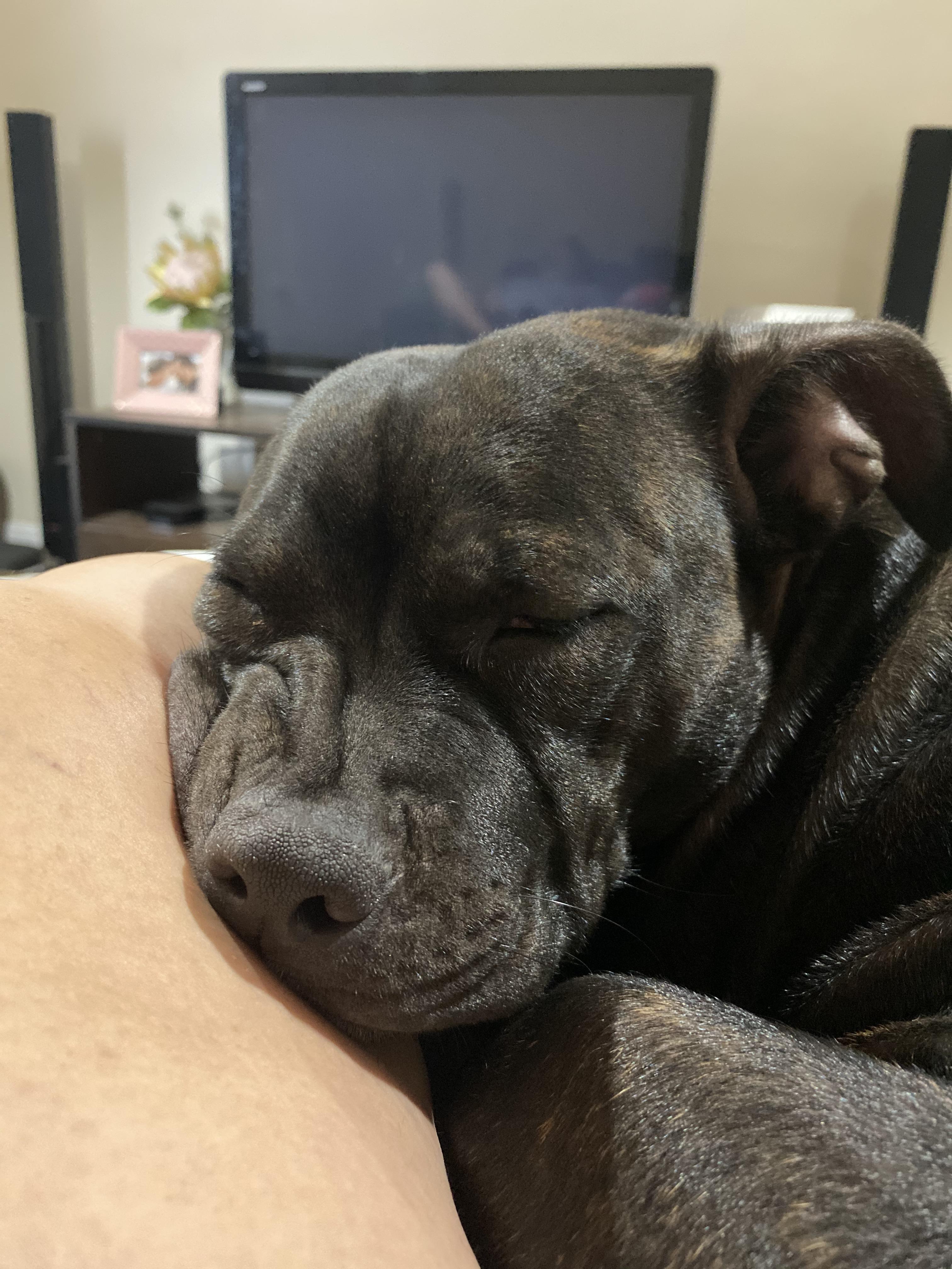 Evie dog sleepy squishy face | Scrolller