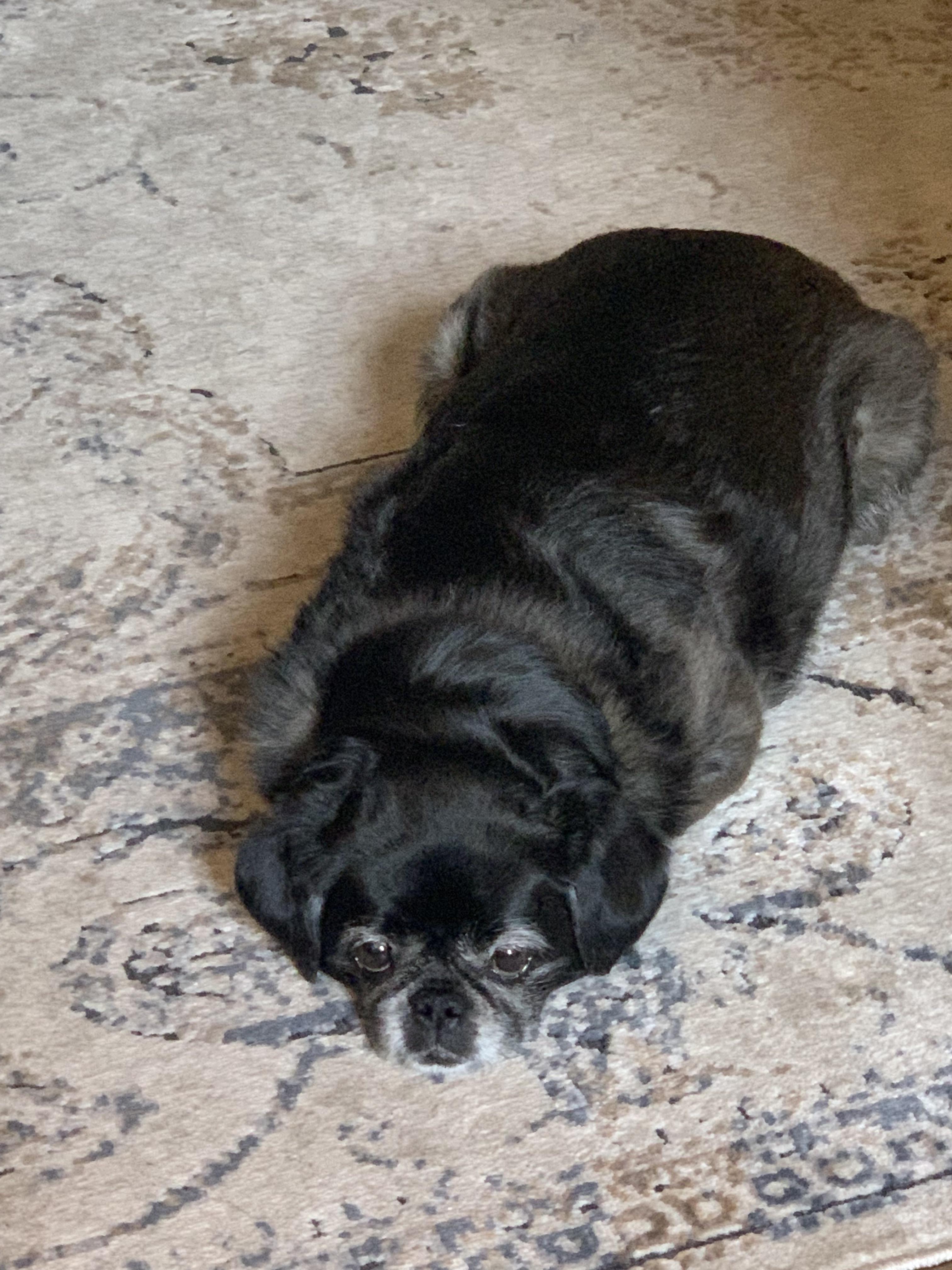 Evil Plotting Loaf | Scrolller