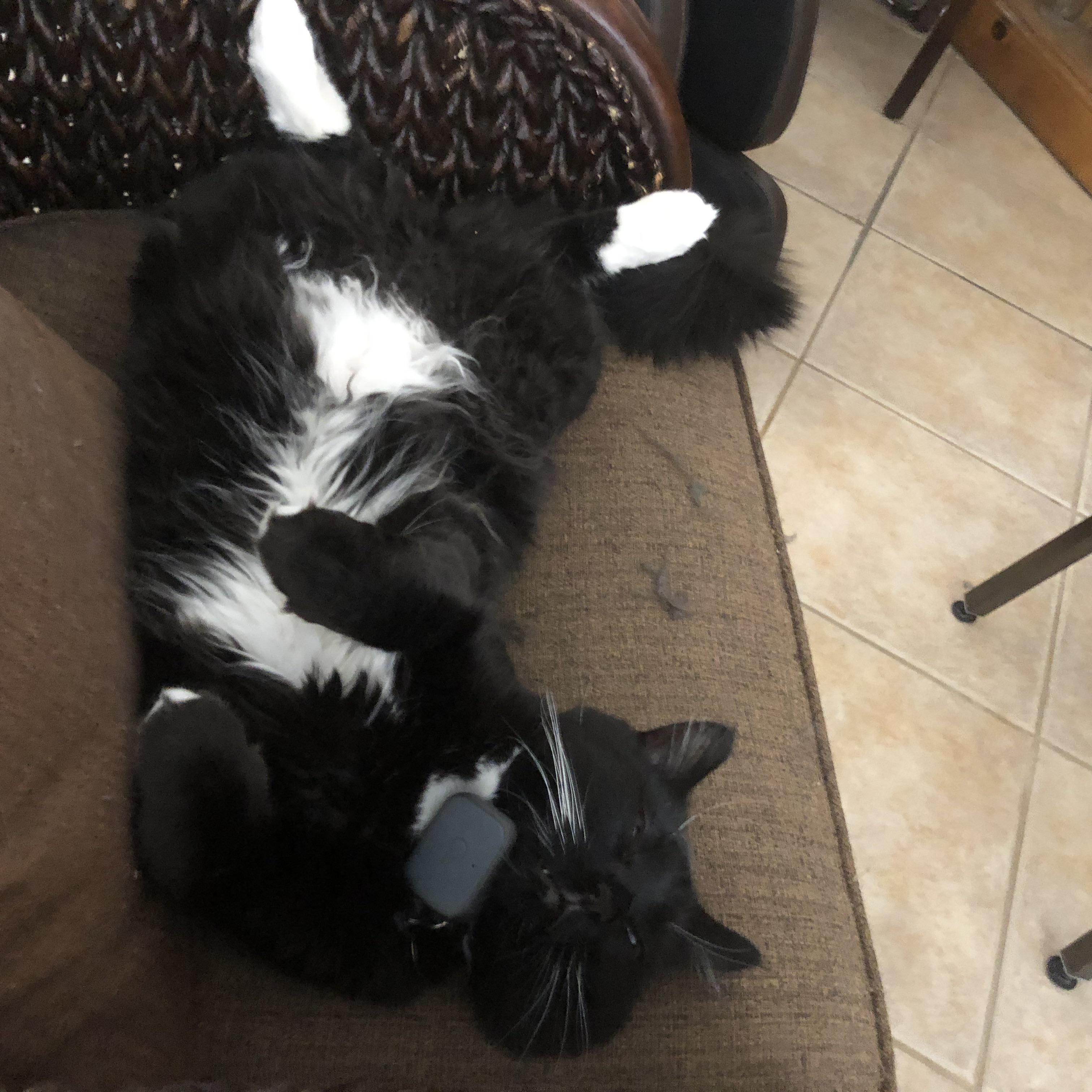 Exposed belly during midday nap | Scrolller