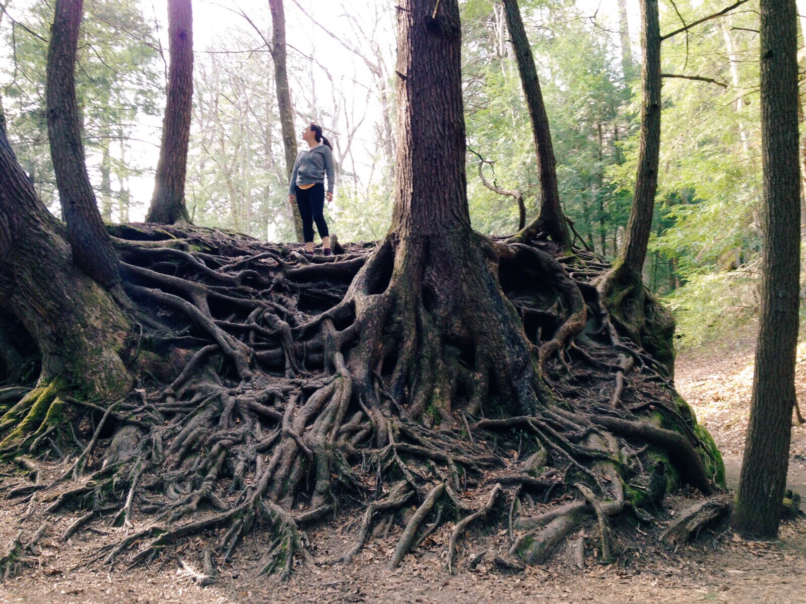 Exposed roots | Scrolller