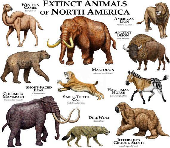 Extinct large land animals of North America | Scrolller