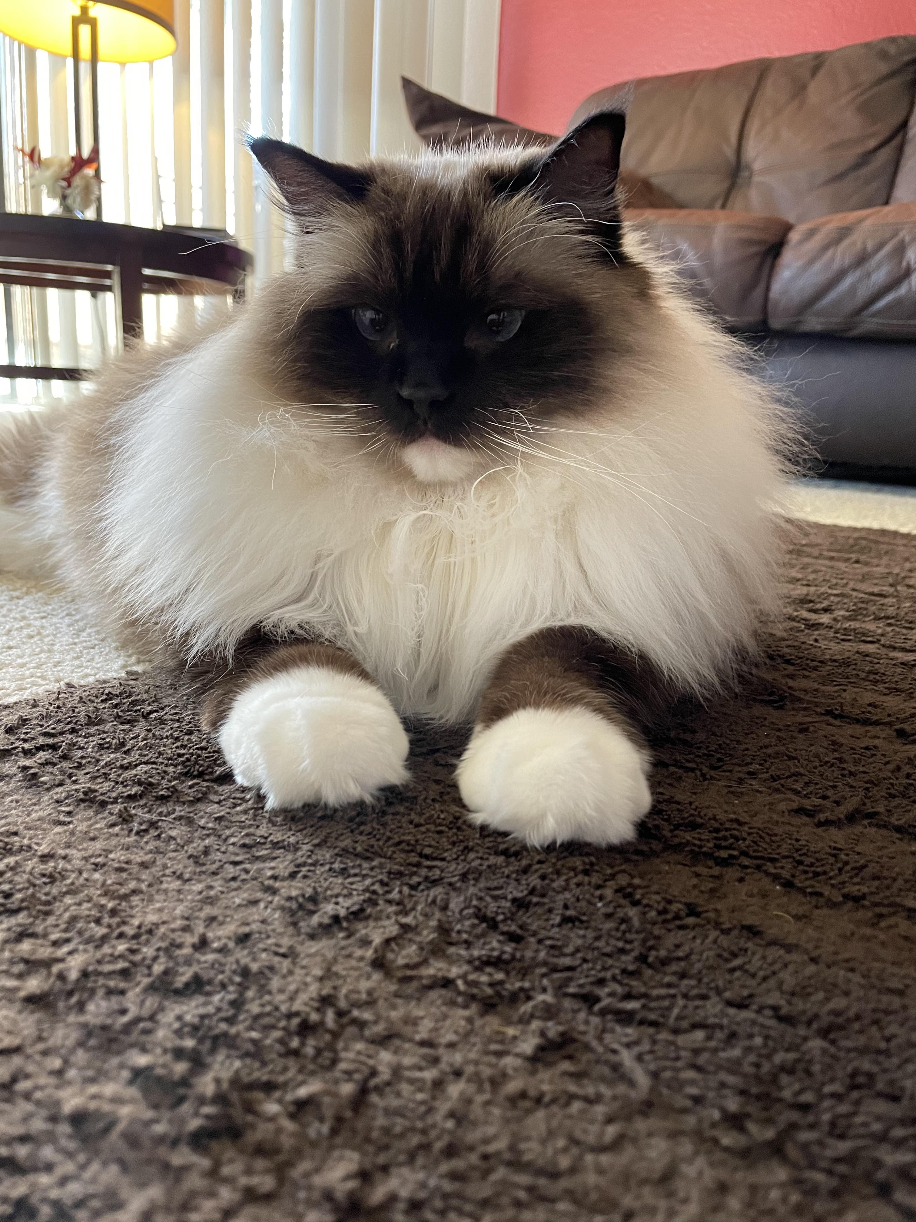 Extra fluffy murder mittens! | Scrolller