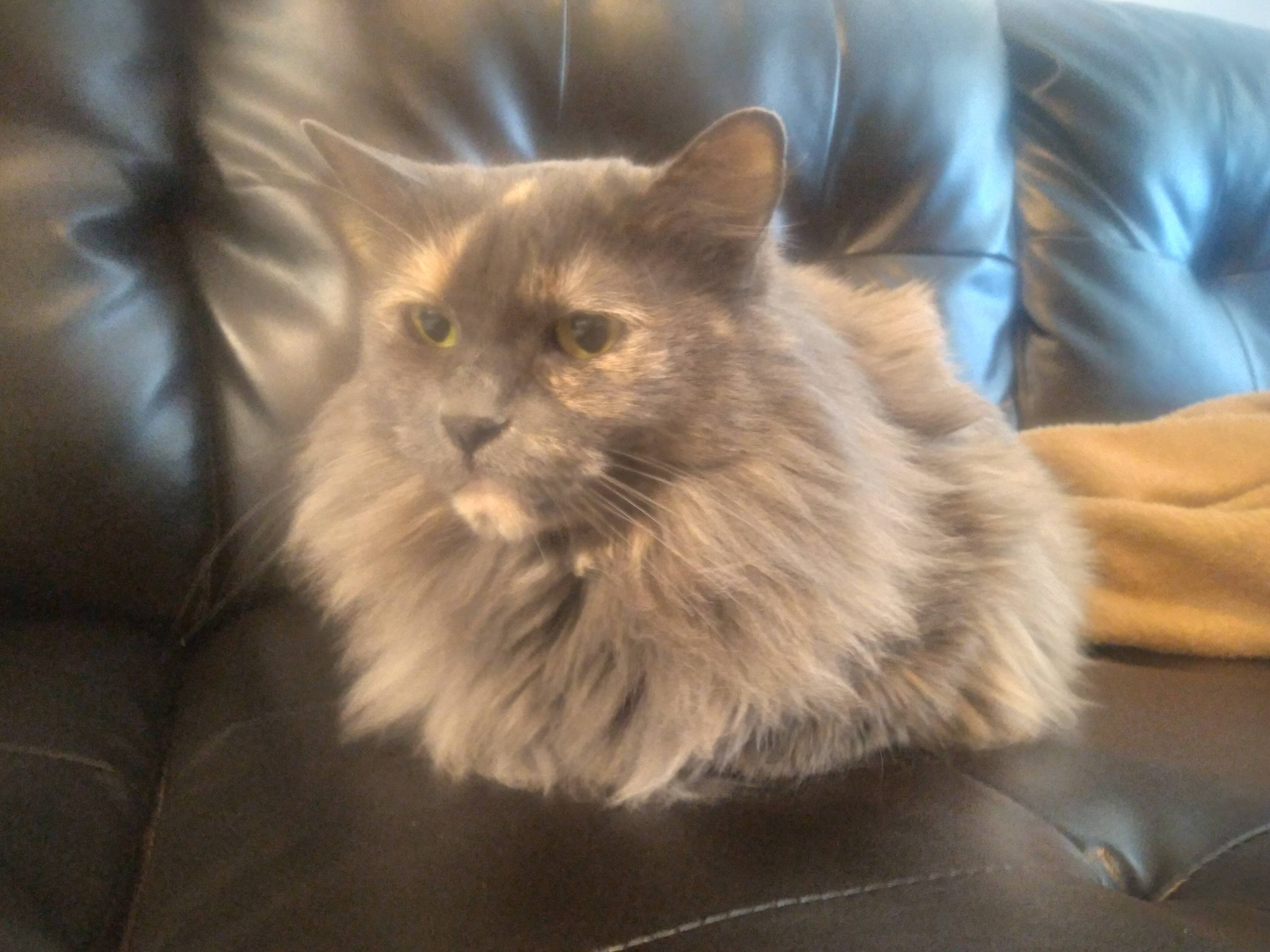 Extra fluffy pumpernickel, anyone? | Scrolller