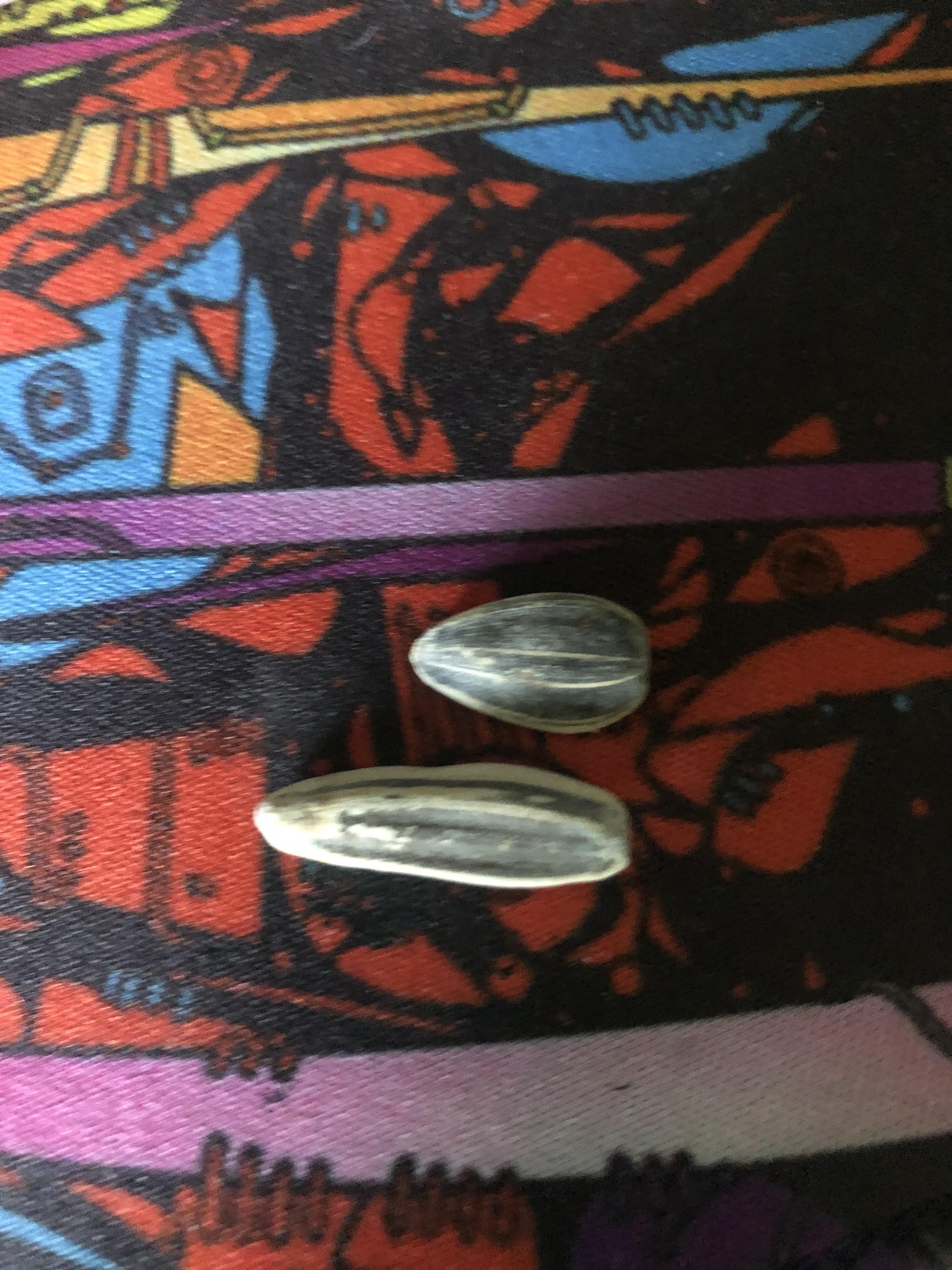 Extra long sunflower seed | Scrolller