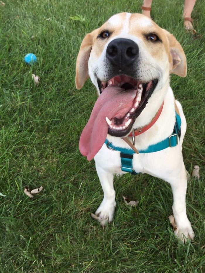 Extra long tongue pupper | Scrolller