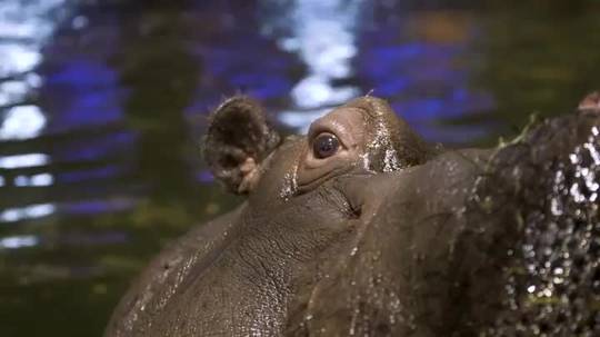 Eye to eye with a hippo | Scrolller