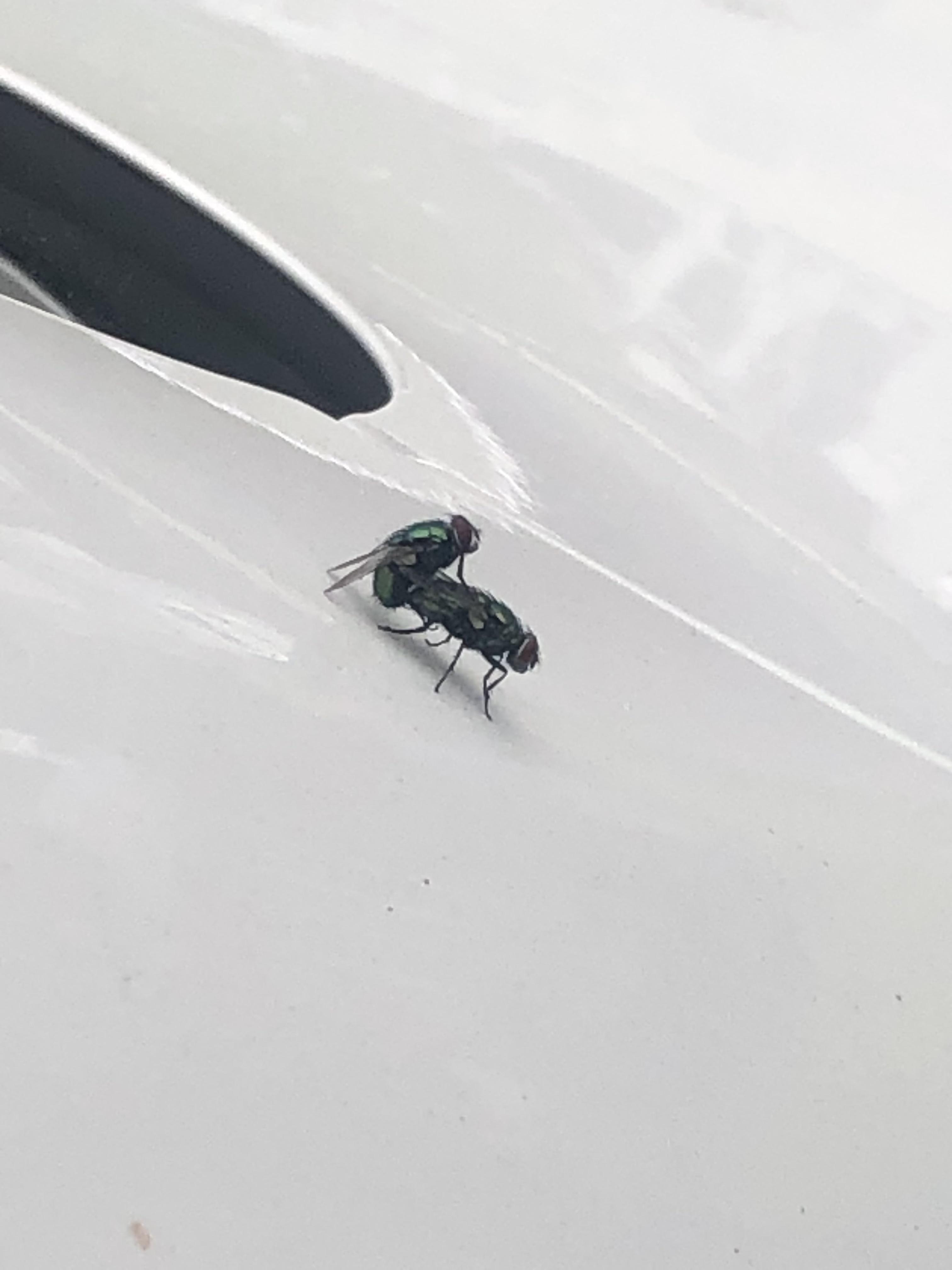 F*ckin Flies | Scrolller