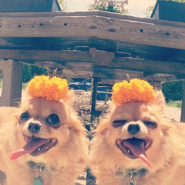 ((fabulous)) d o g g i e | Scrolller