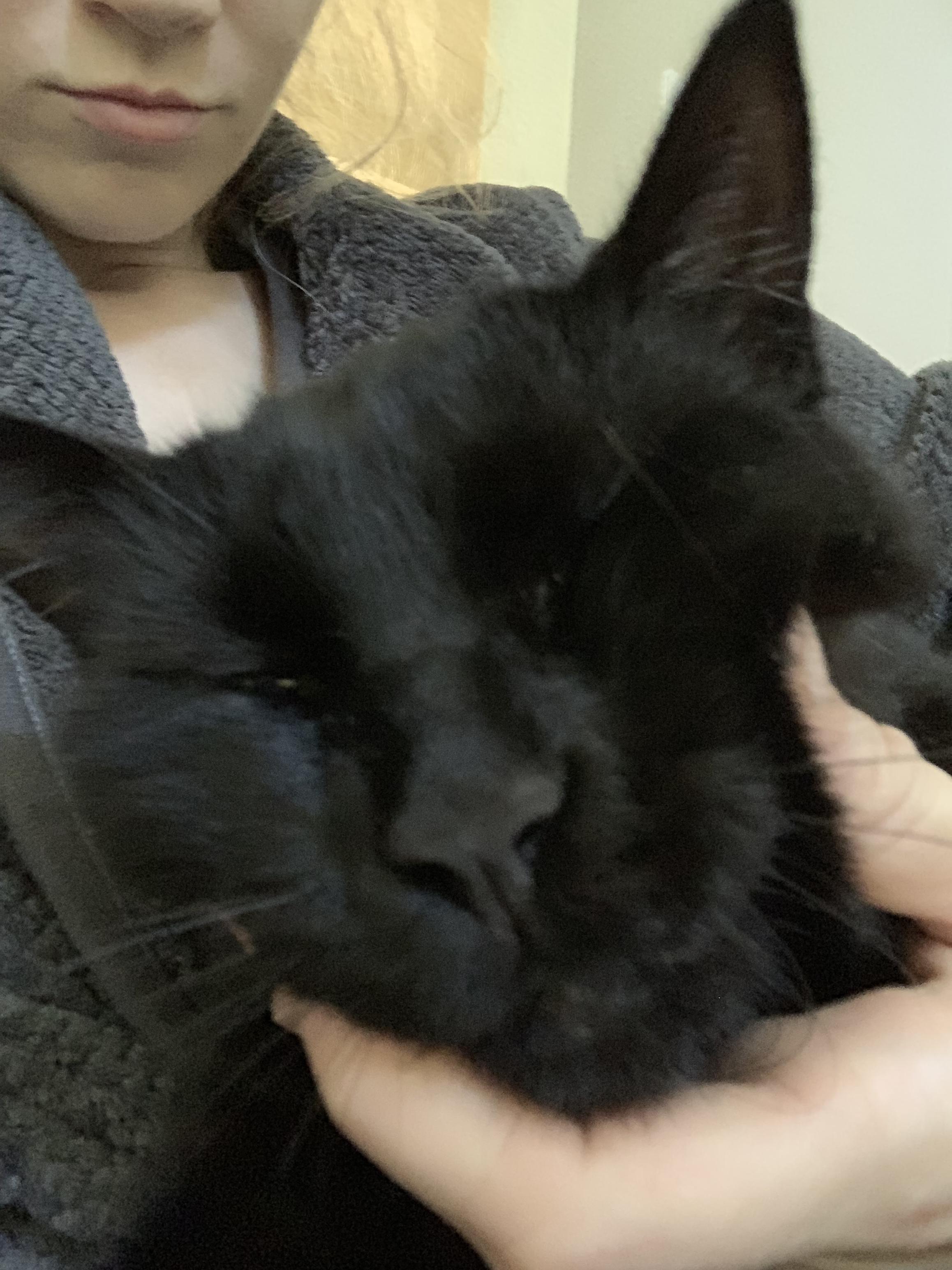 Face squish makes him look like a cat! | Scrolller