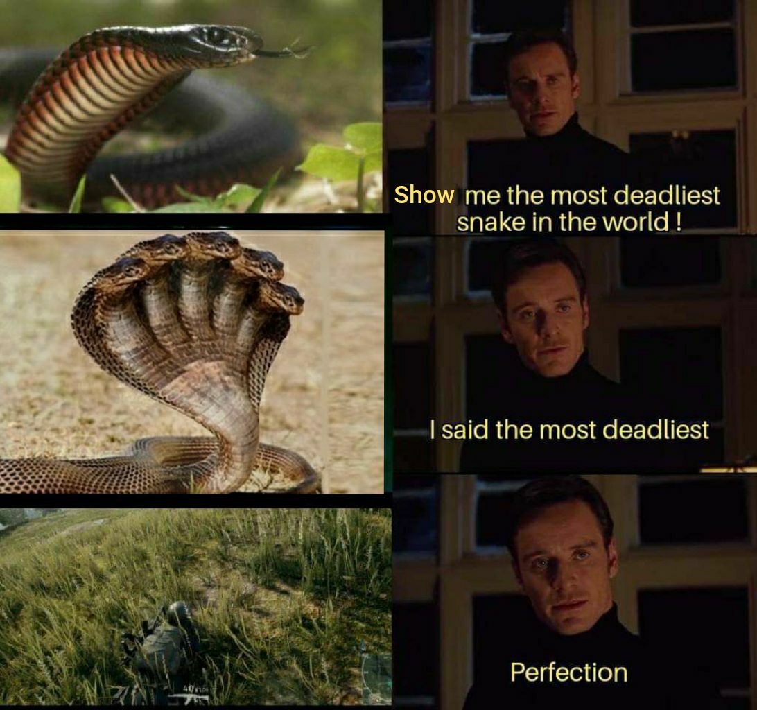 Fact: There are around 3000 different species of snake. | Scrolller