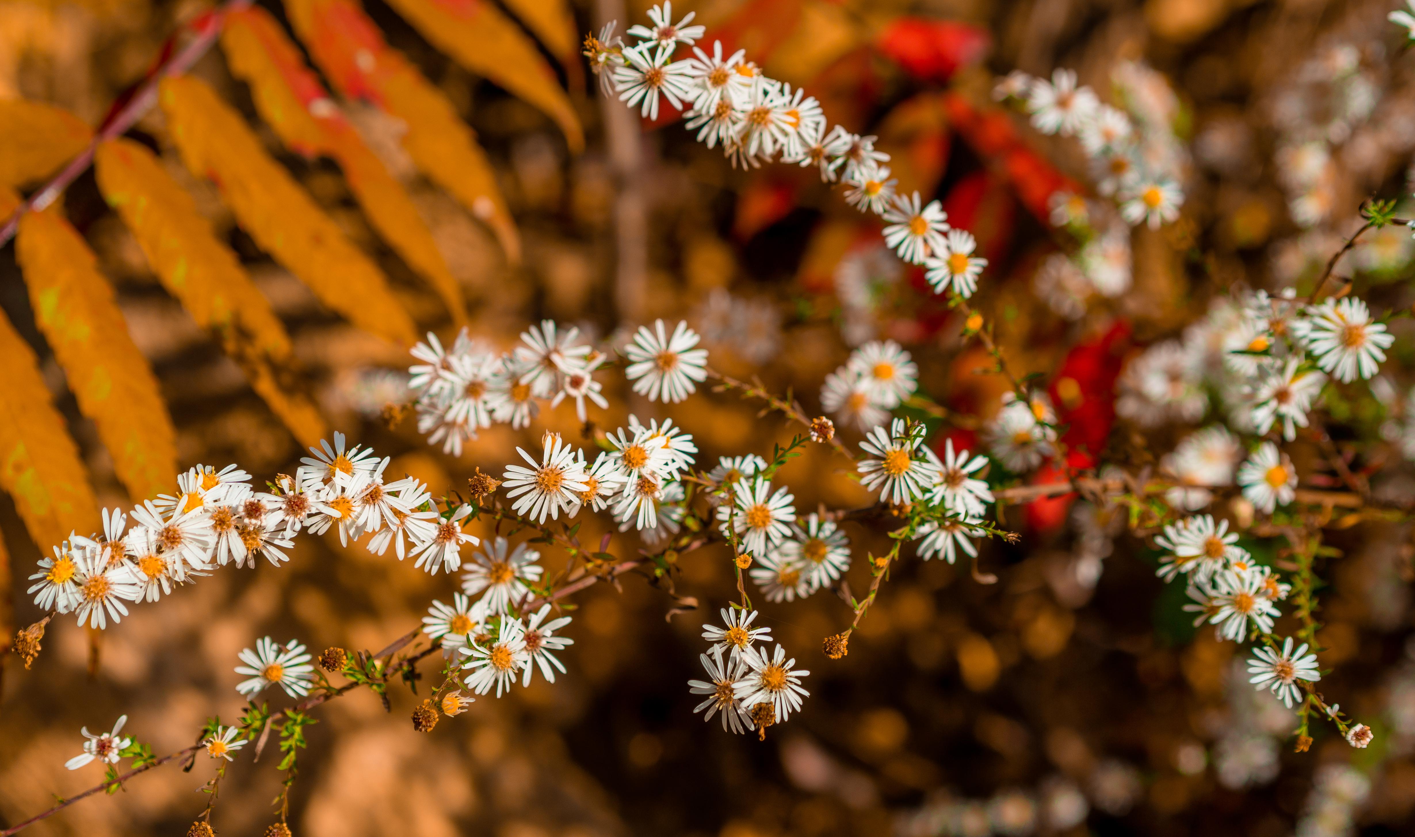 Fall colorz!!! | Scrolller