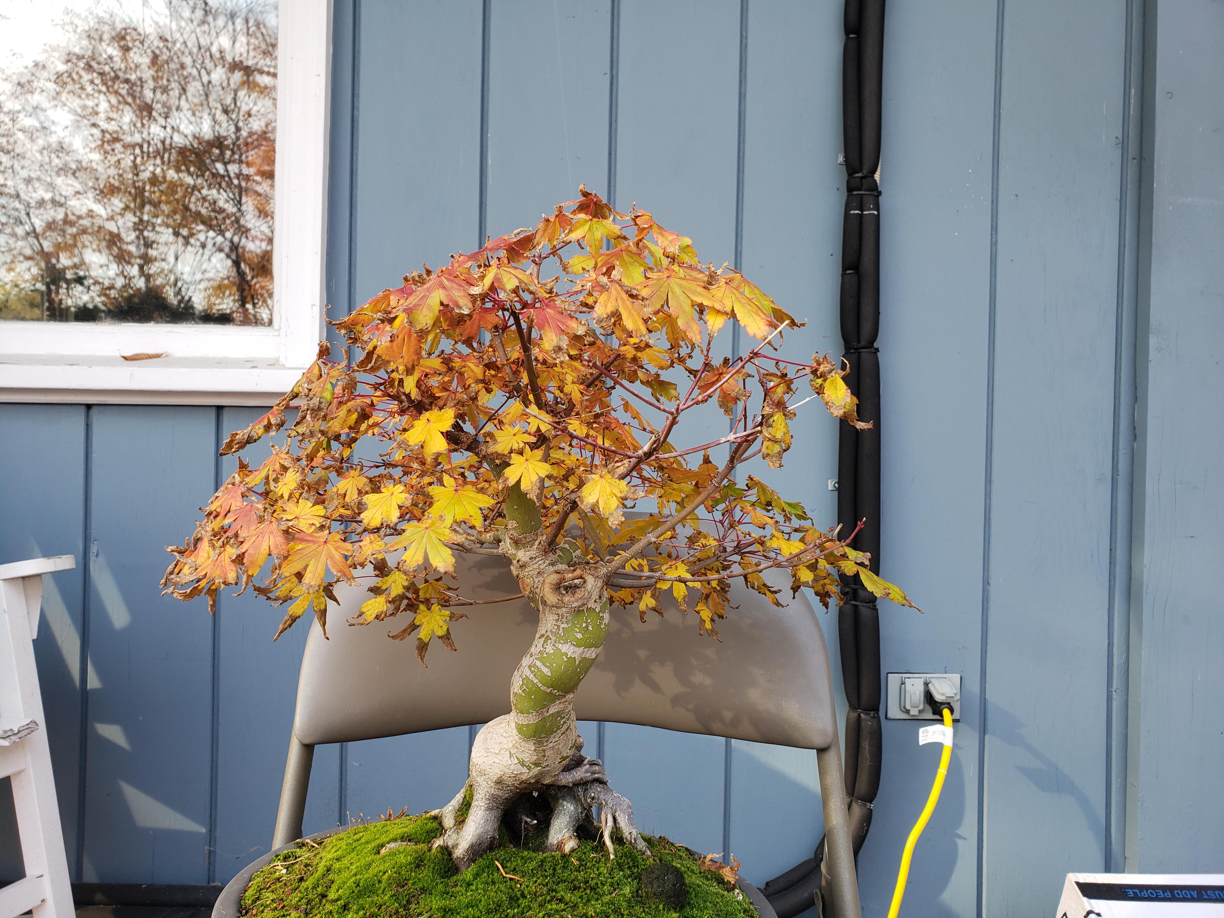 Fall foliage! 🍁 | Scrolller