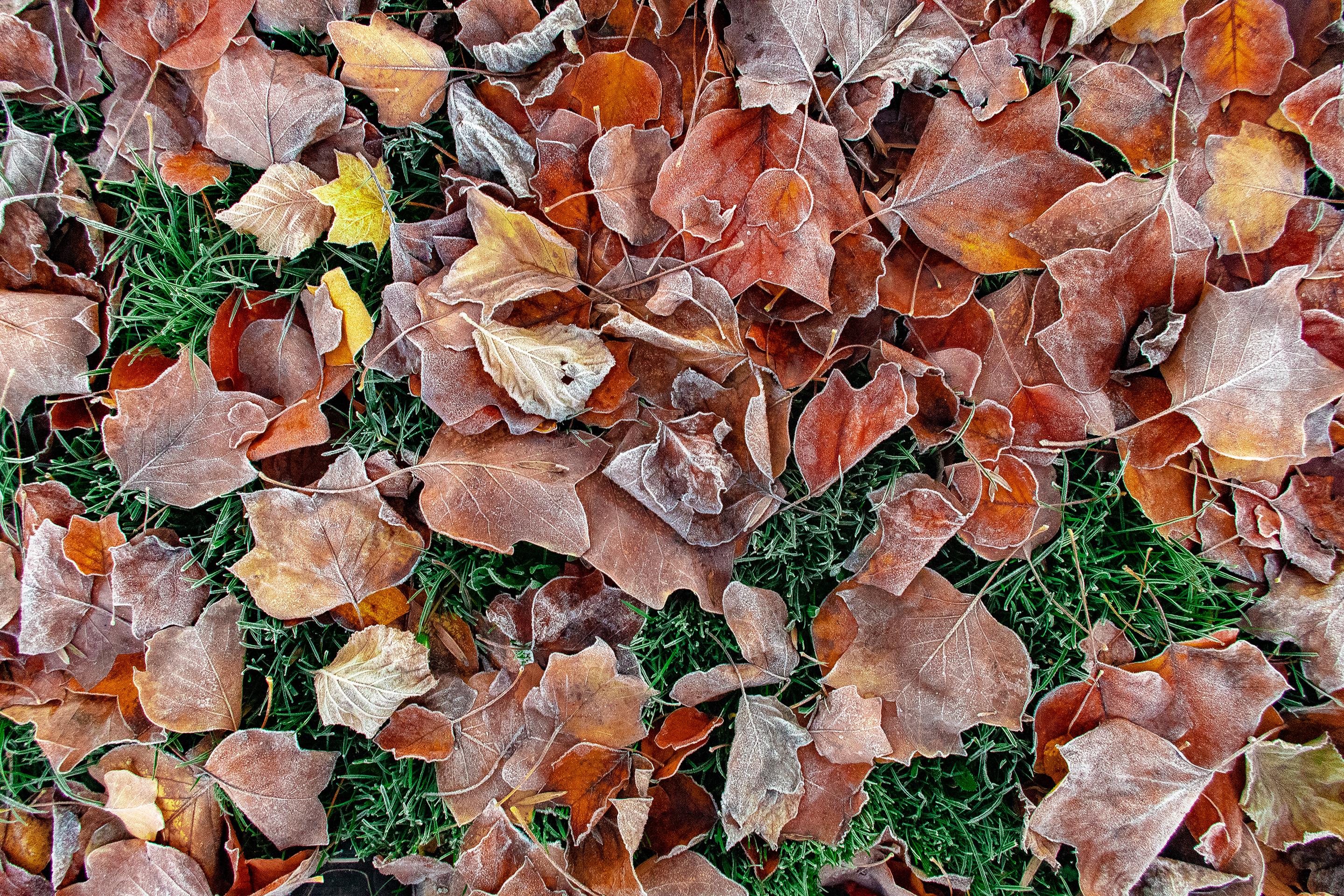 Fall Frost | Scrolller