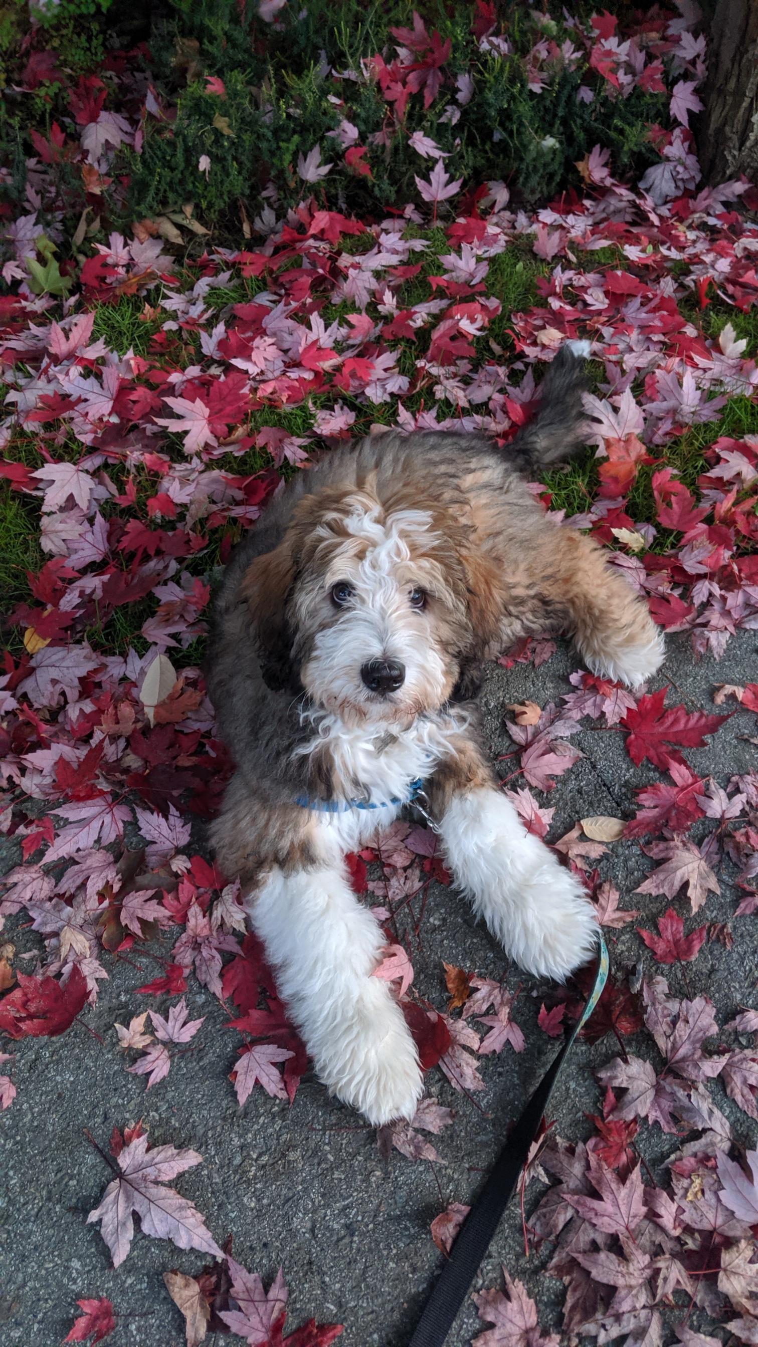 Fall time has arrived | Scrolller