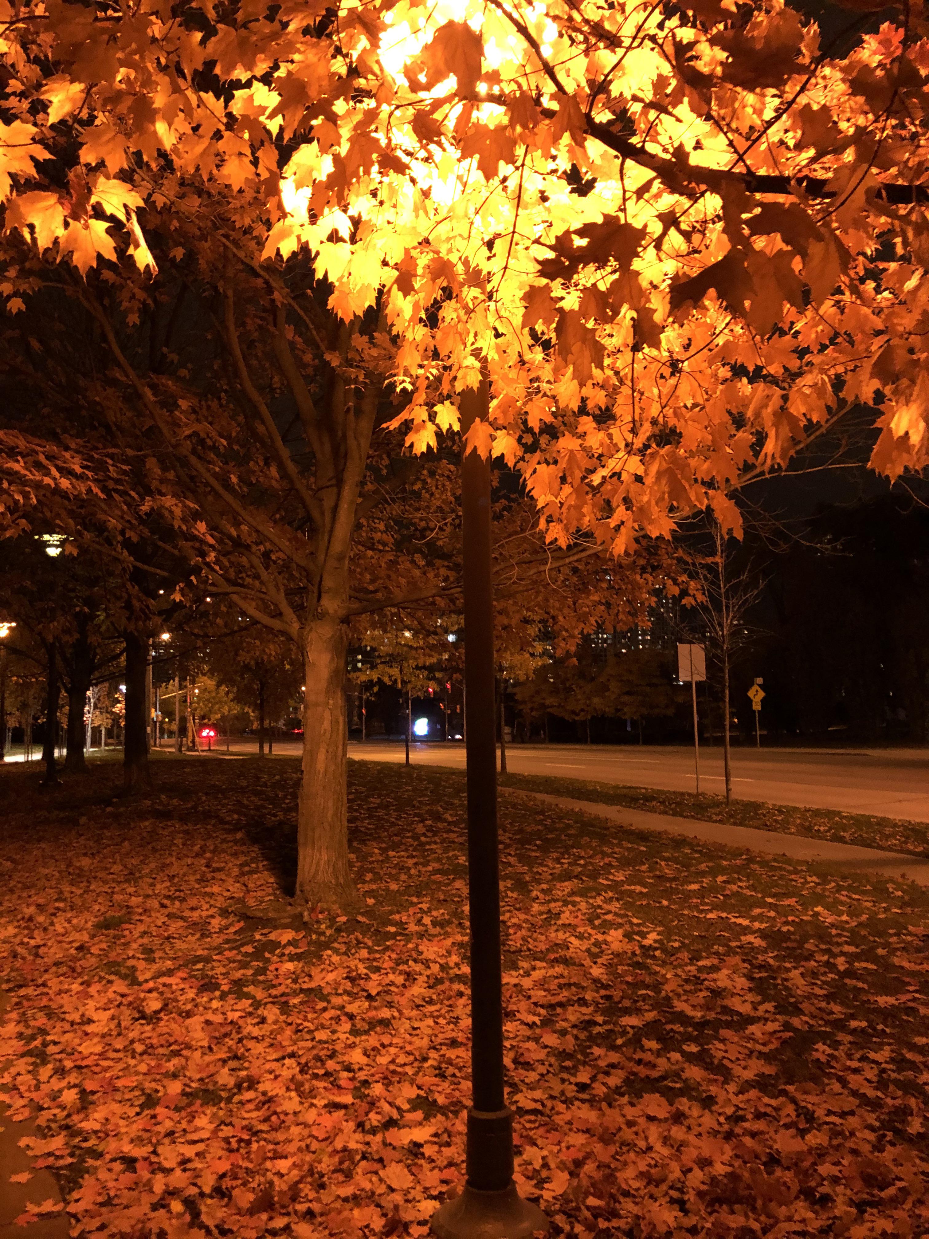 Fall time in Toronto | Scrolller