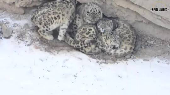 Family of Snow Leopards keeping warm | Scrolller