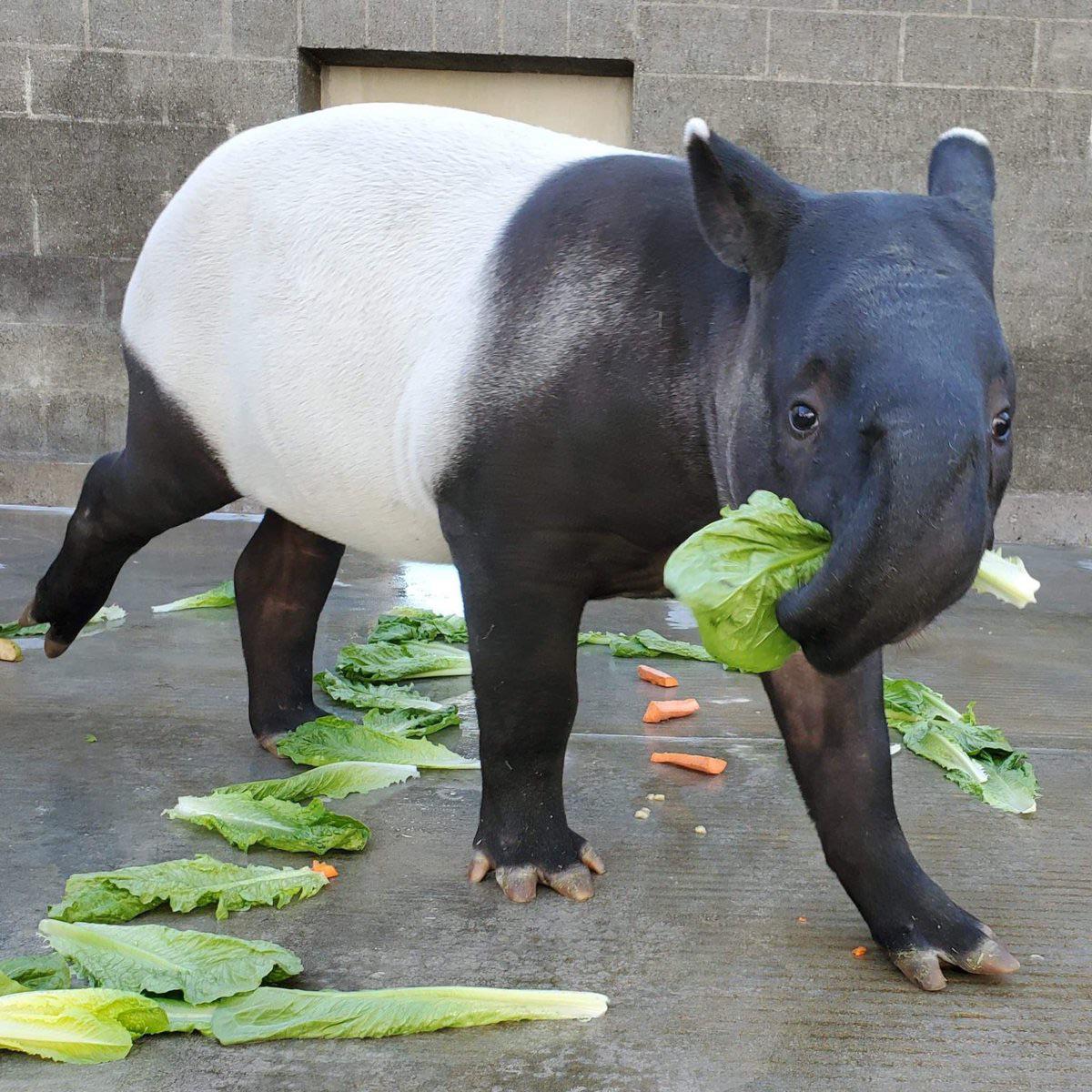 Fancy feets | Scrolller