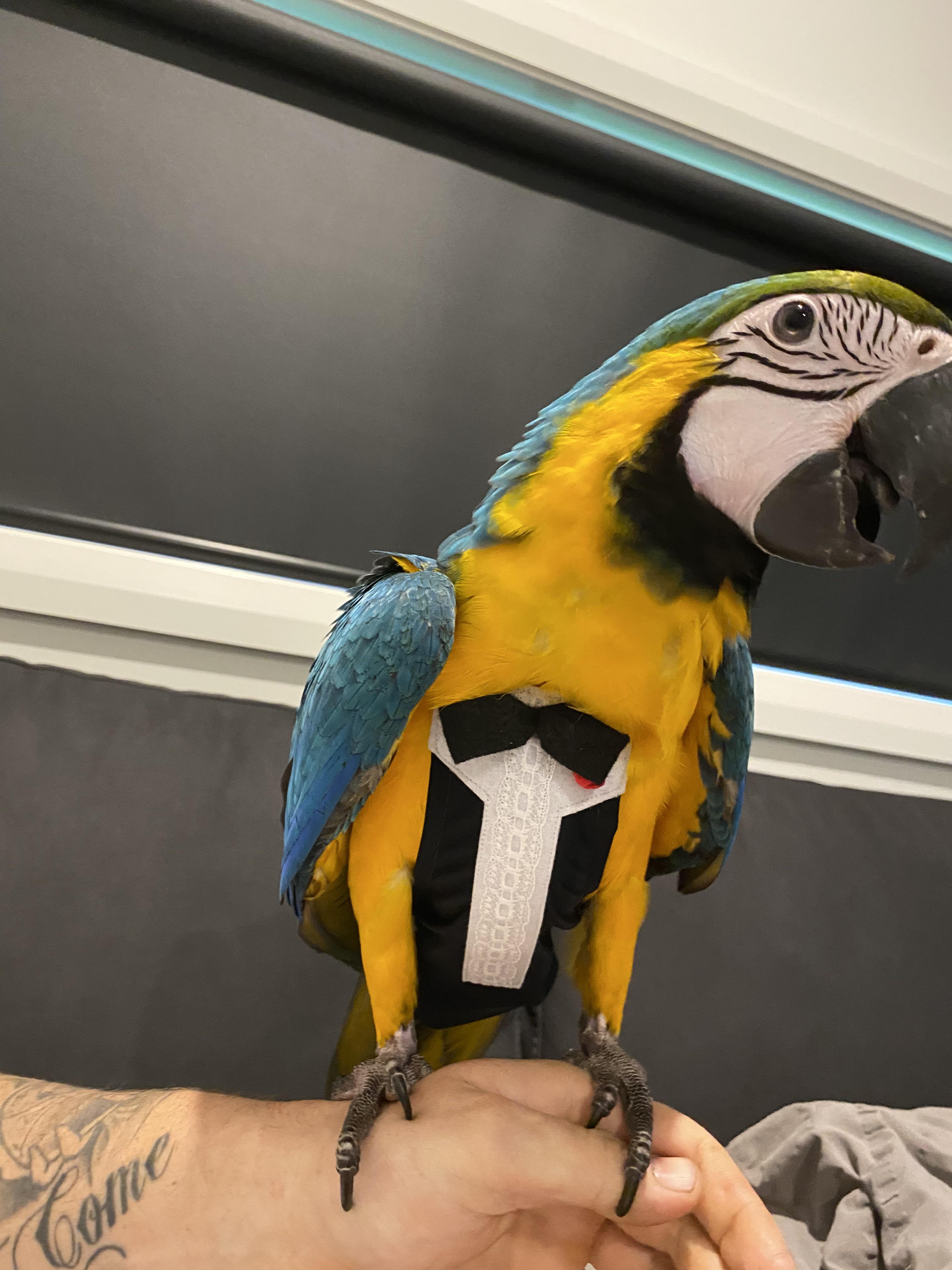 Fancy parrot | Scrolller