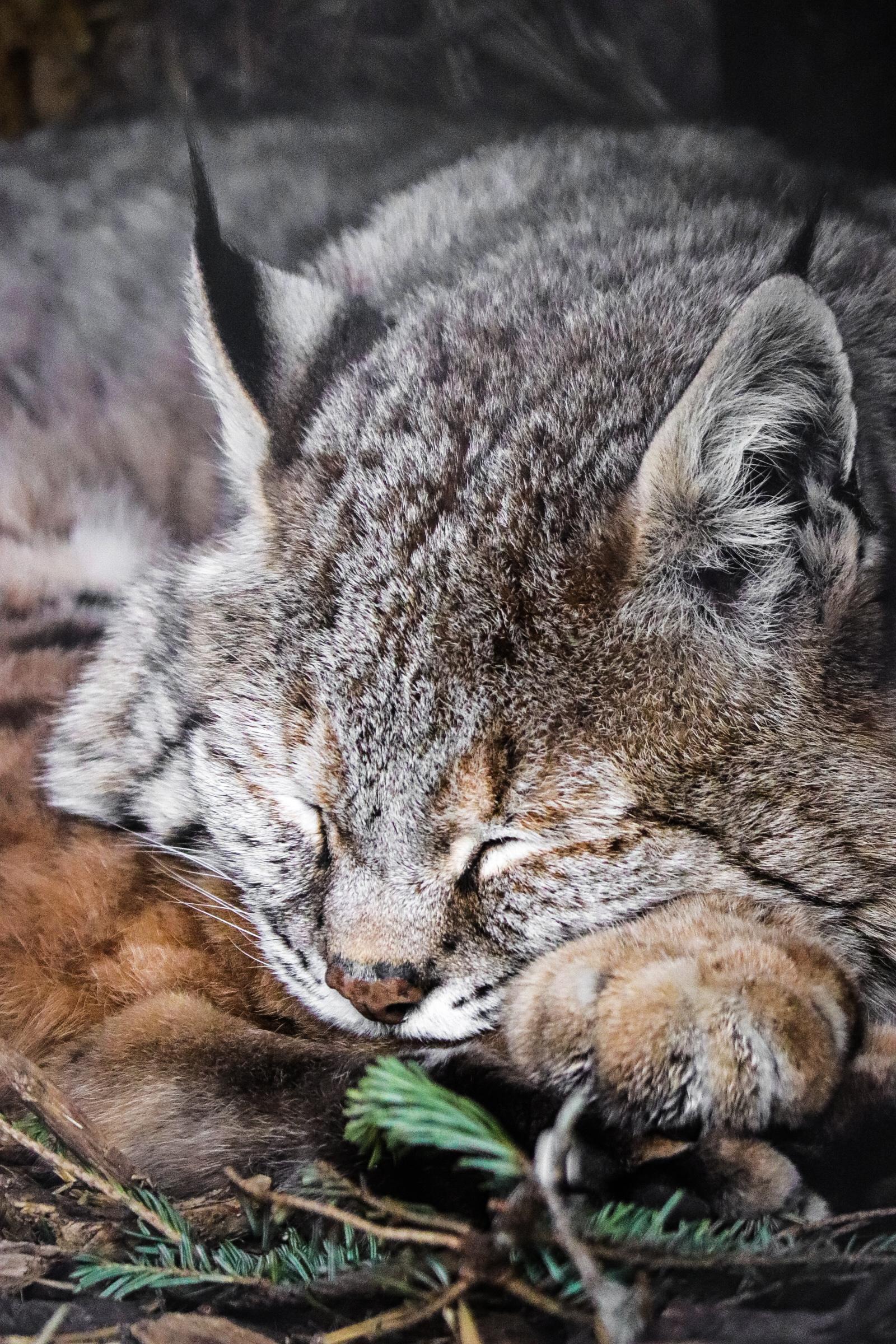 Fast asleep under a pine tree | Scrolller