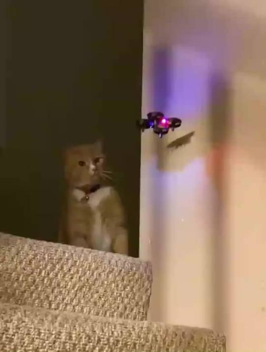 Cat Vs Drone Scrolller