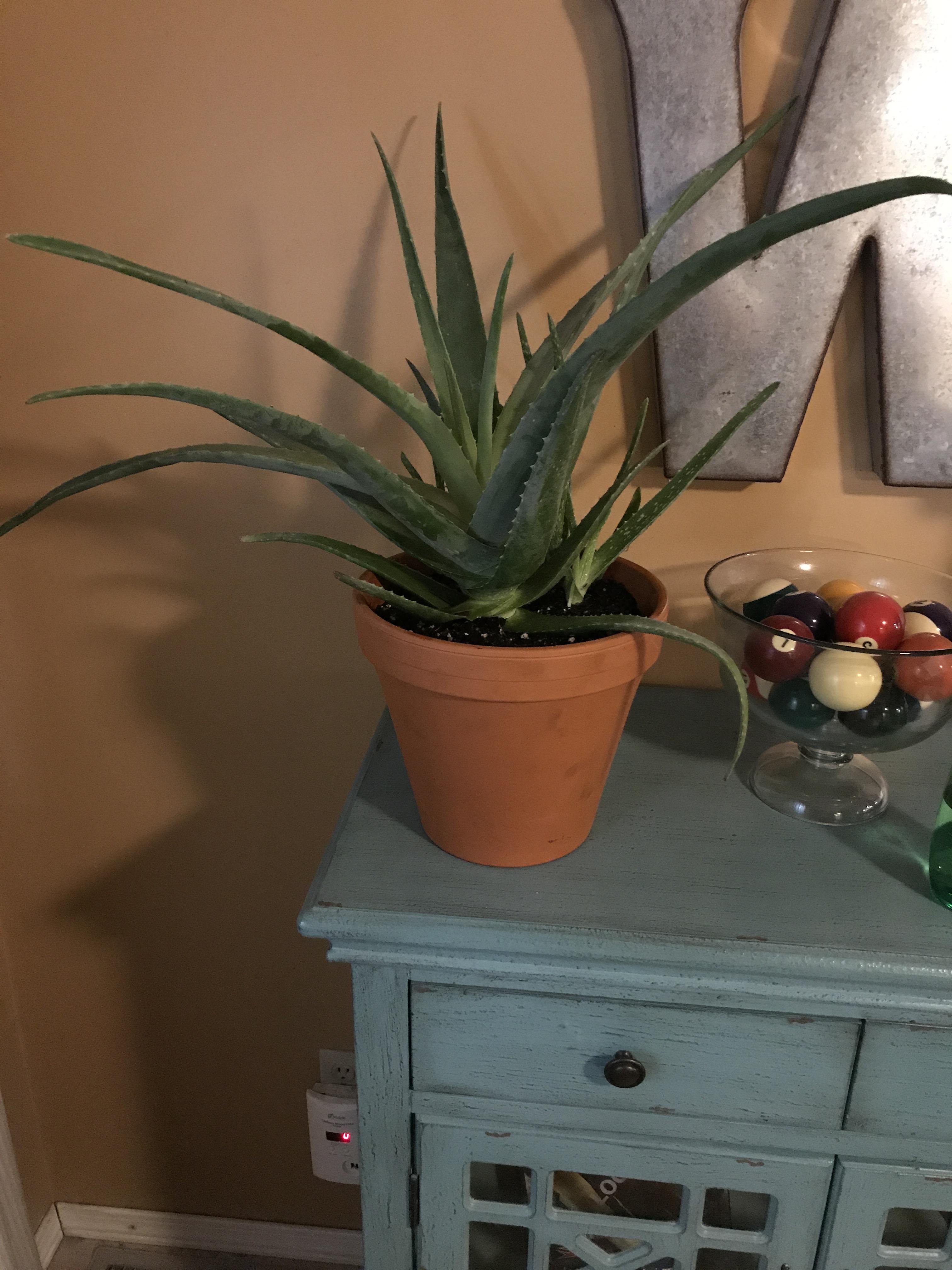 Favorite plant | Scrolller