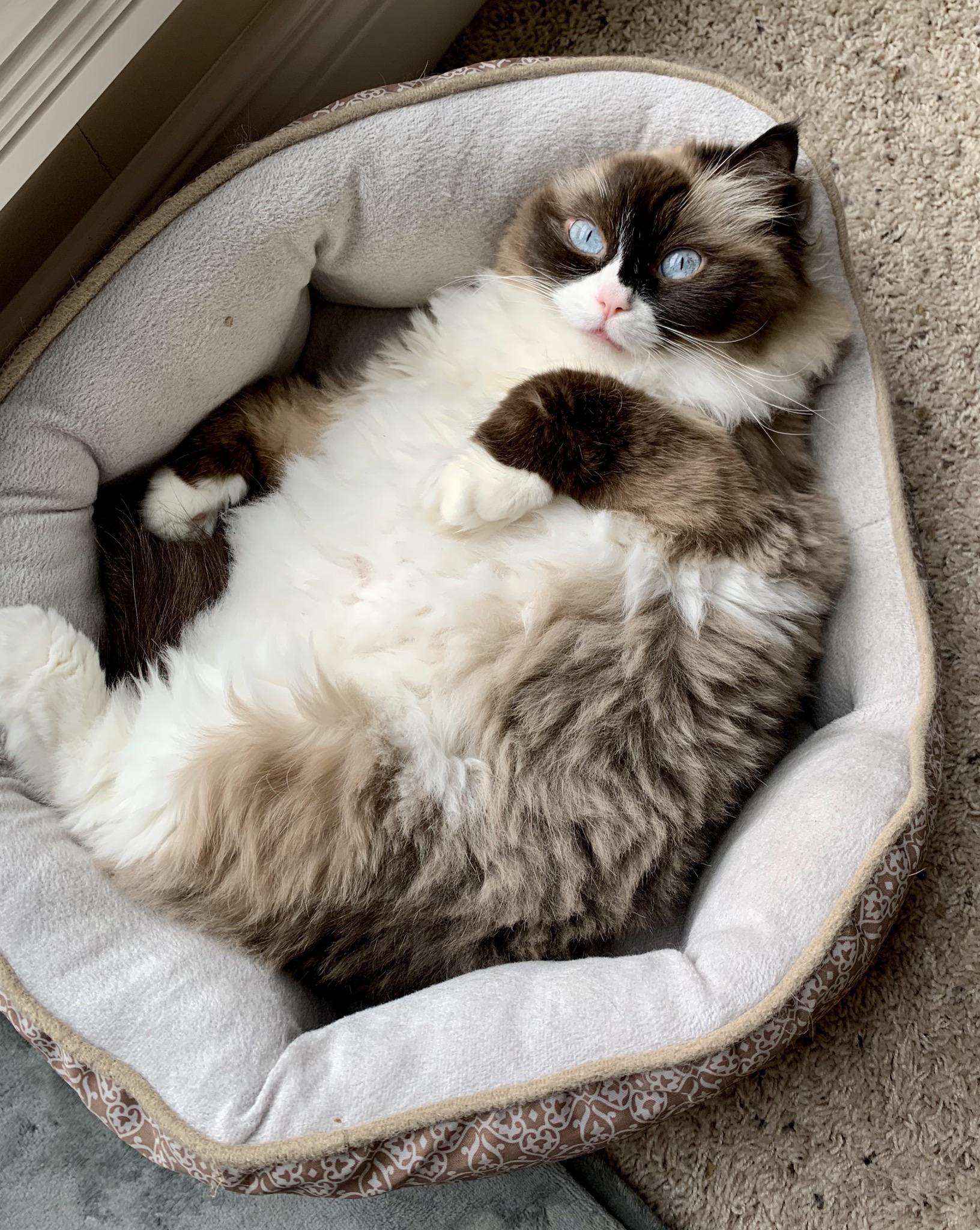 Favorite spot for naps (interrupted) | Scrolller