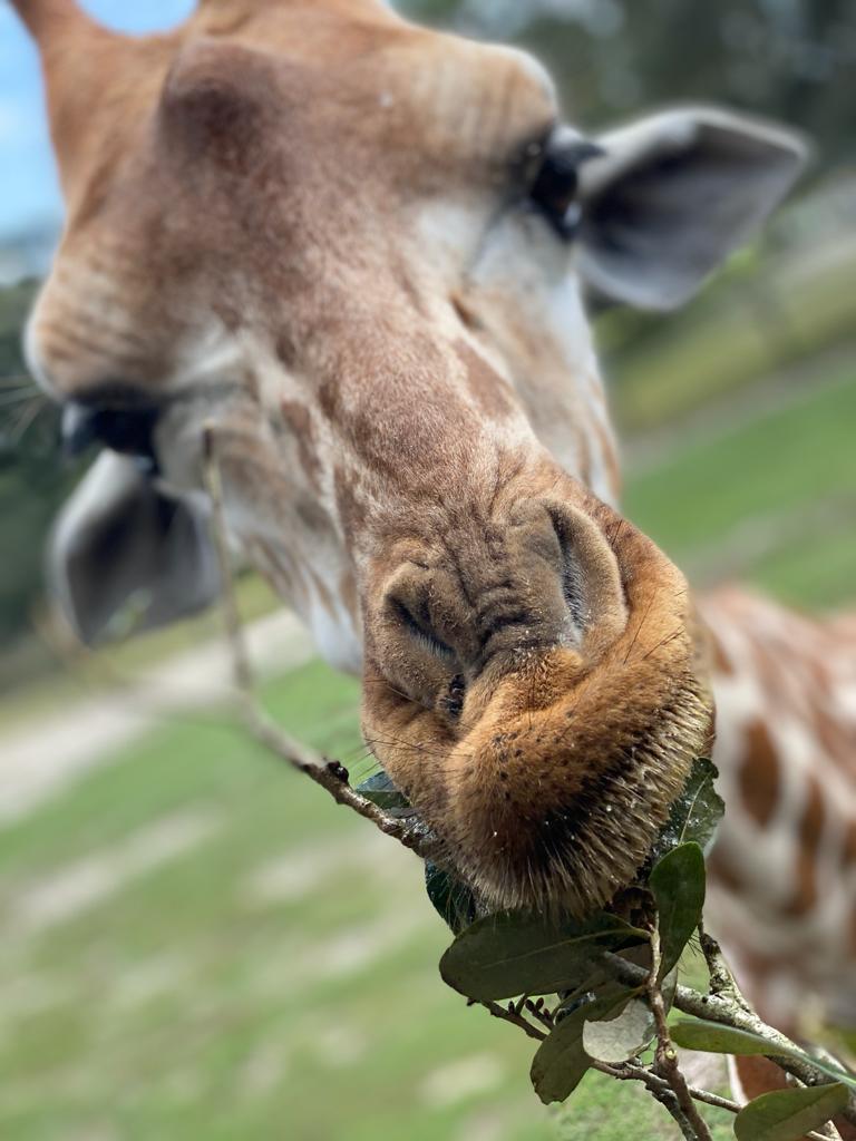 Feeding a Giraffe | Scrolller