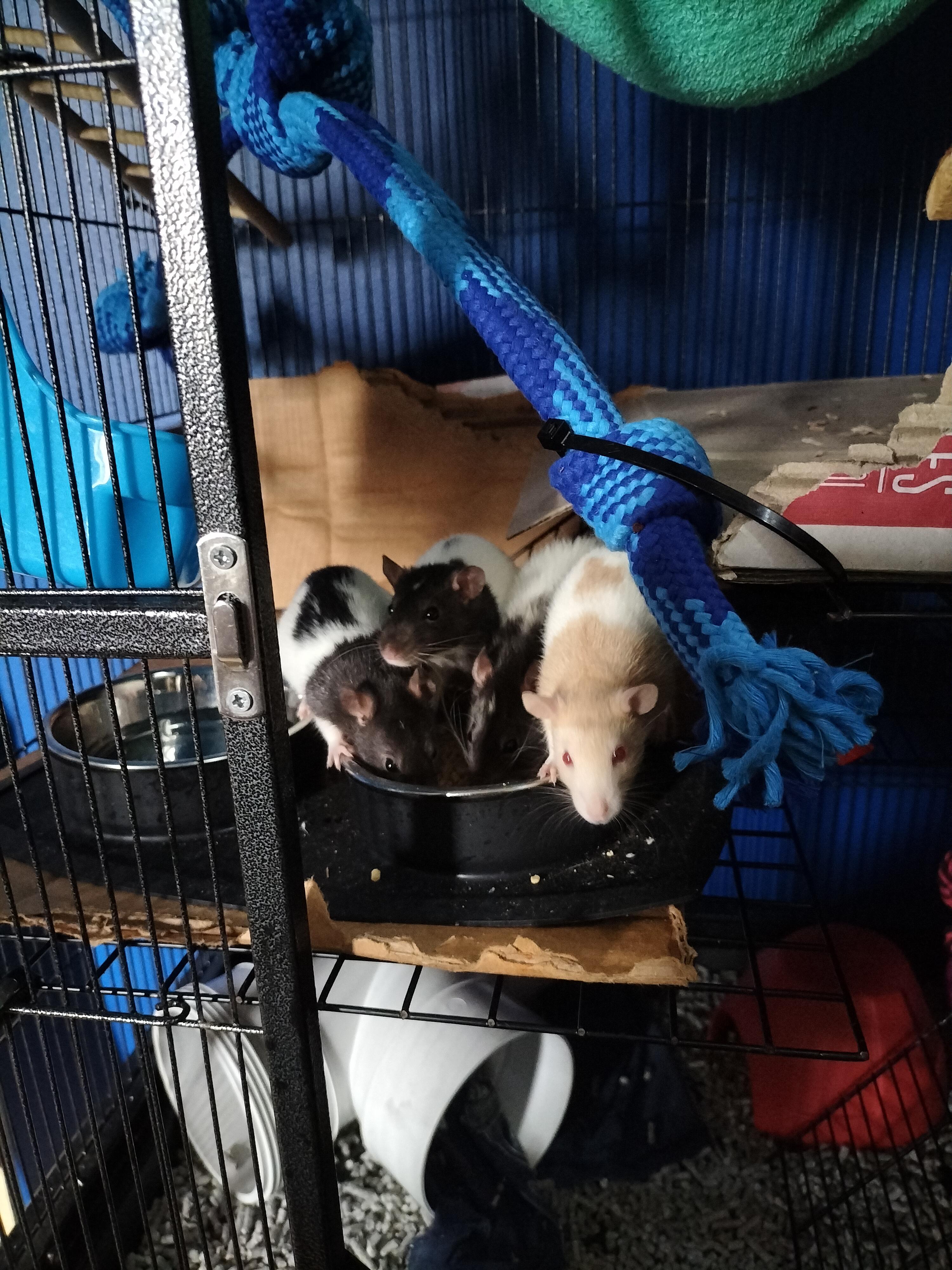 Feeding time! My new babies | Scrolller