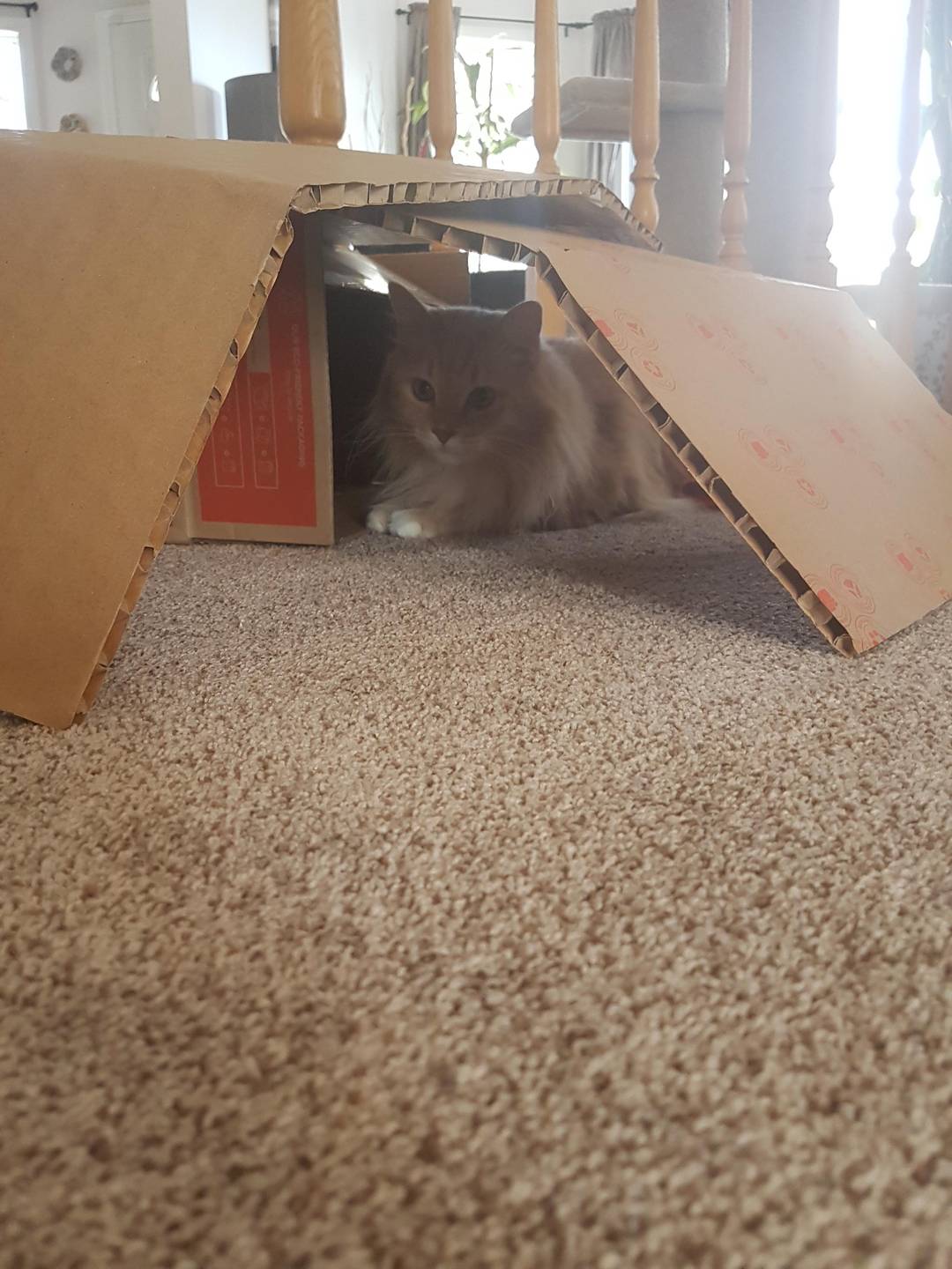 Felix loves his box fort. | Scrolller