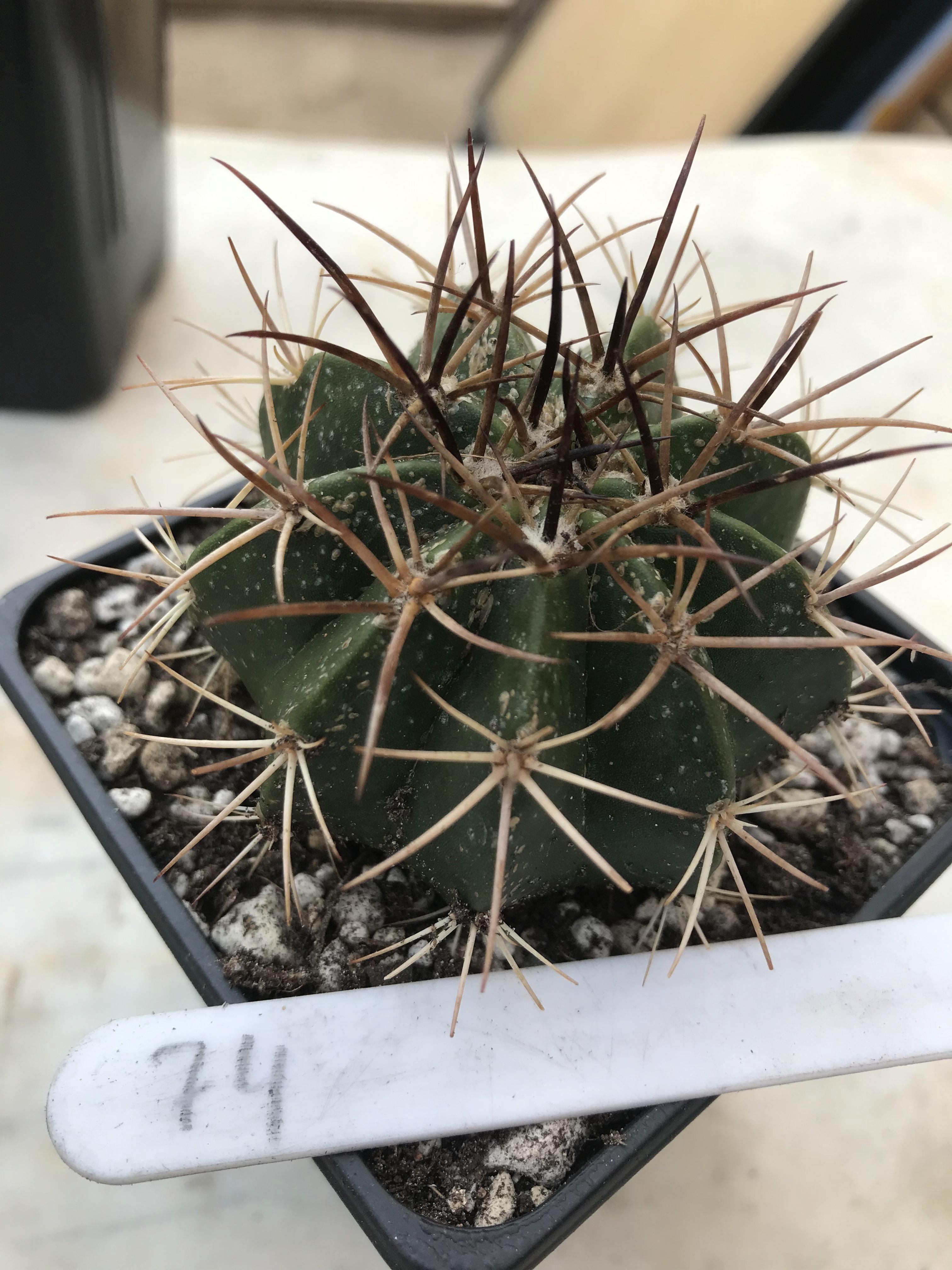 Ferocactus ID? Help please. | Scrolller